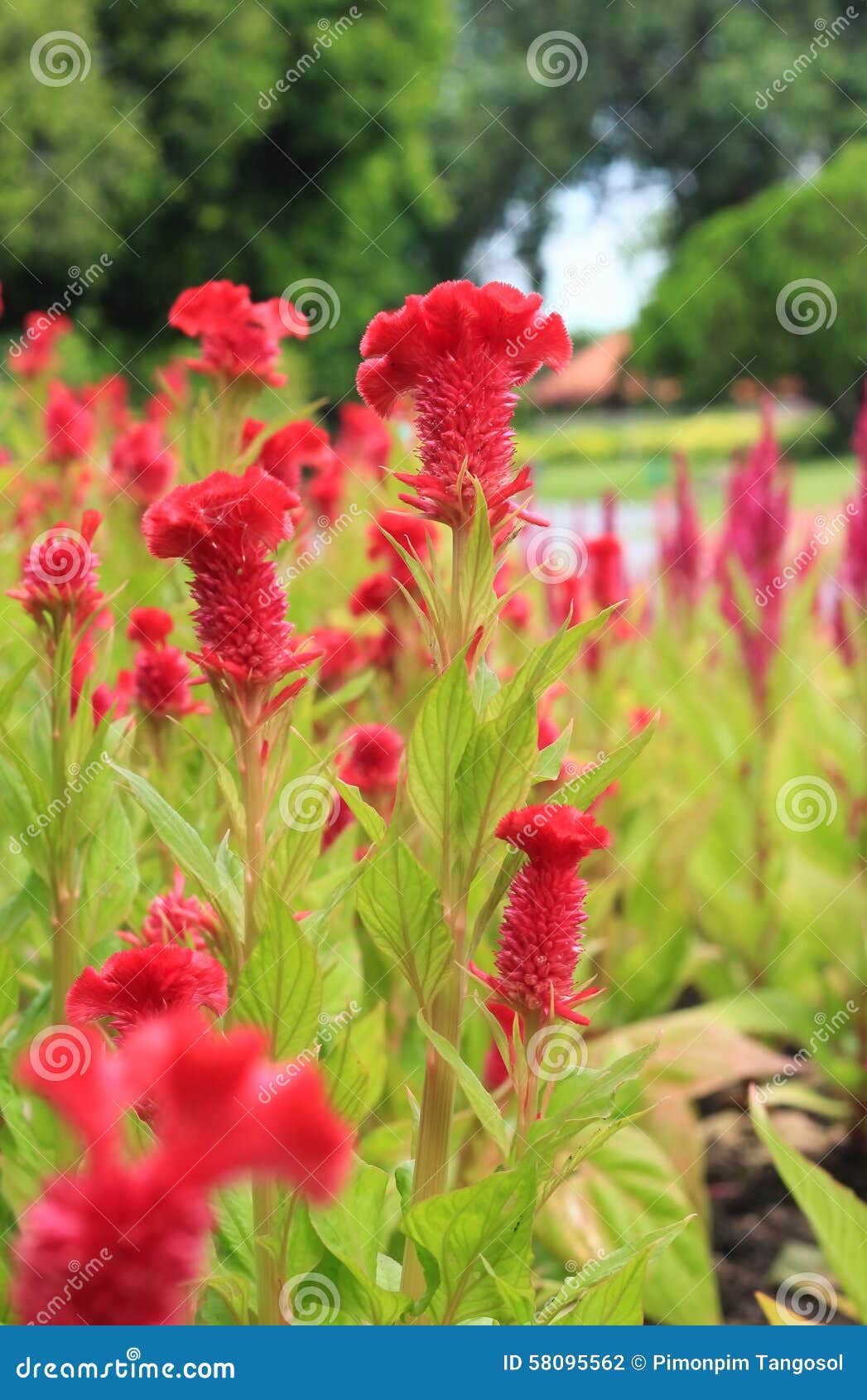 Plumed cockscomb flower stock photo. Image of flora, biology - 58095562