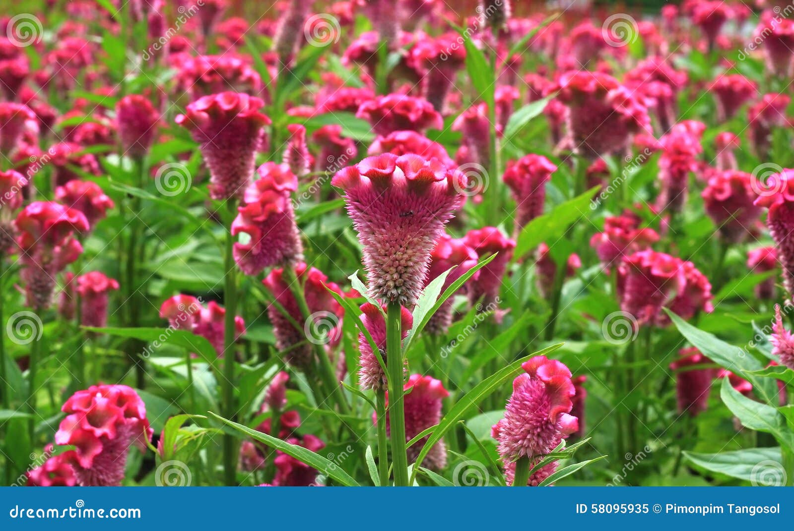 Plumed Cockscomb Flower, Closeup Stock Image - Image of form, botany ...