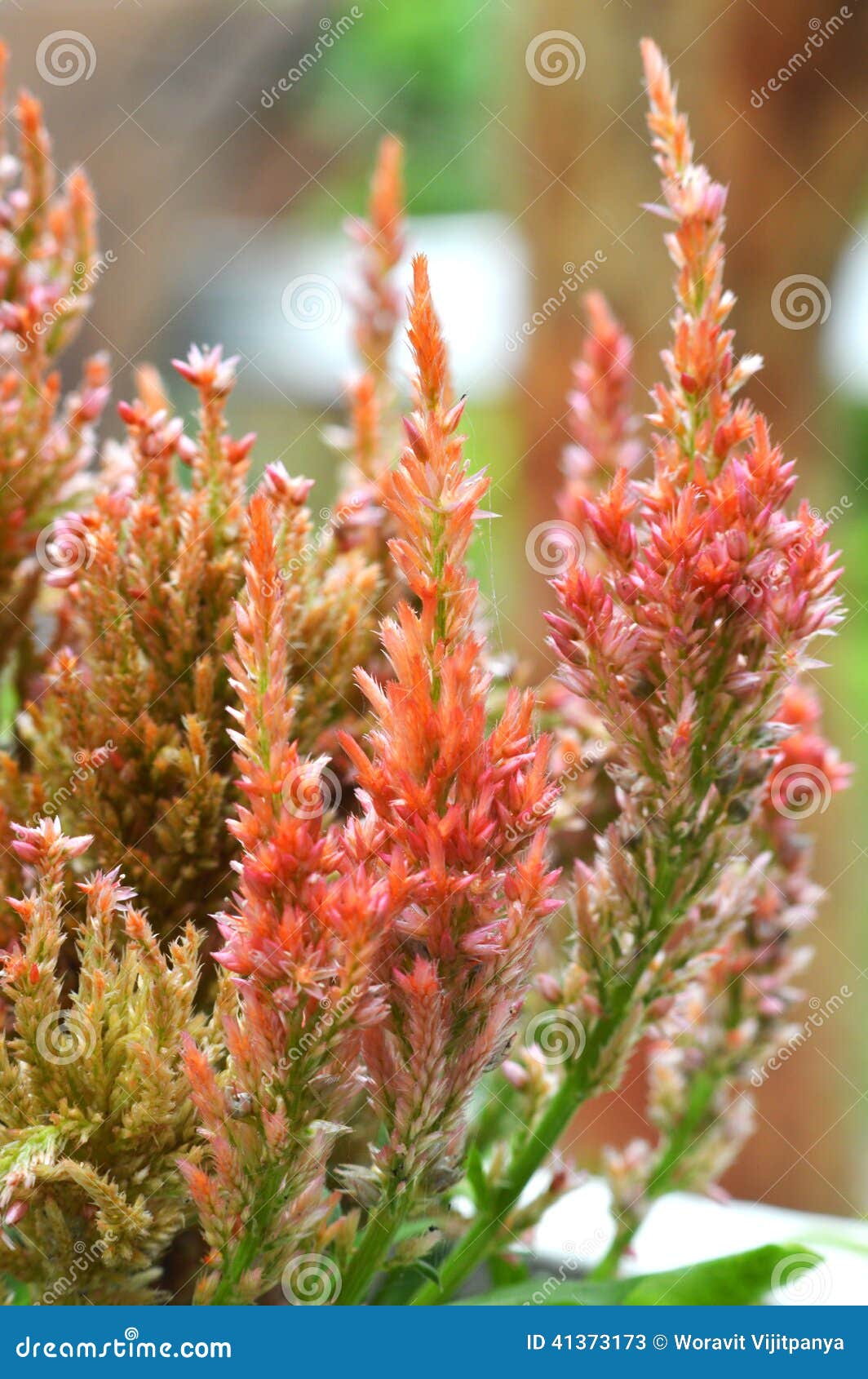Plumed cockscomb flower stock image. Image of field, leaf - 41373173