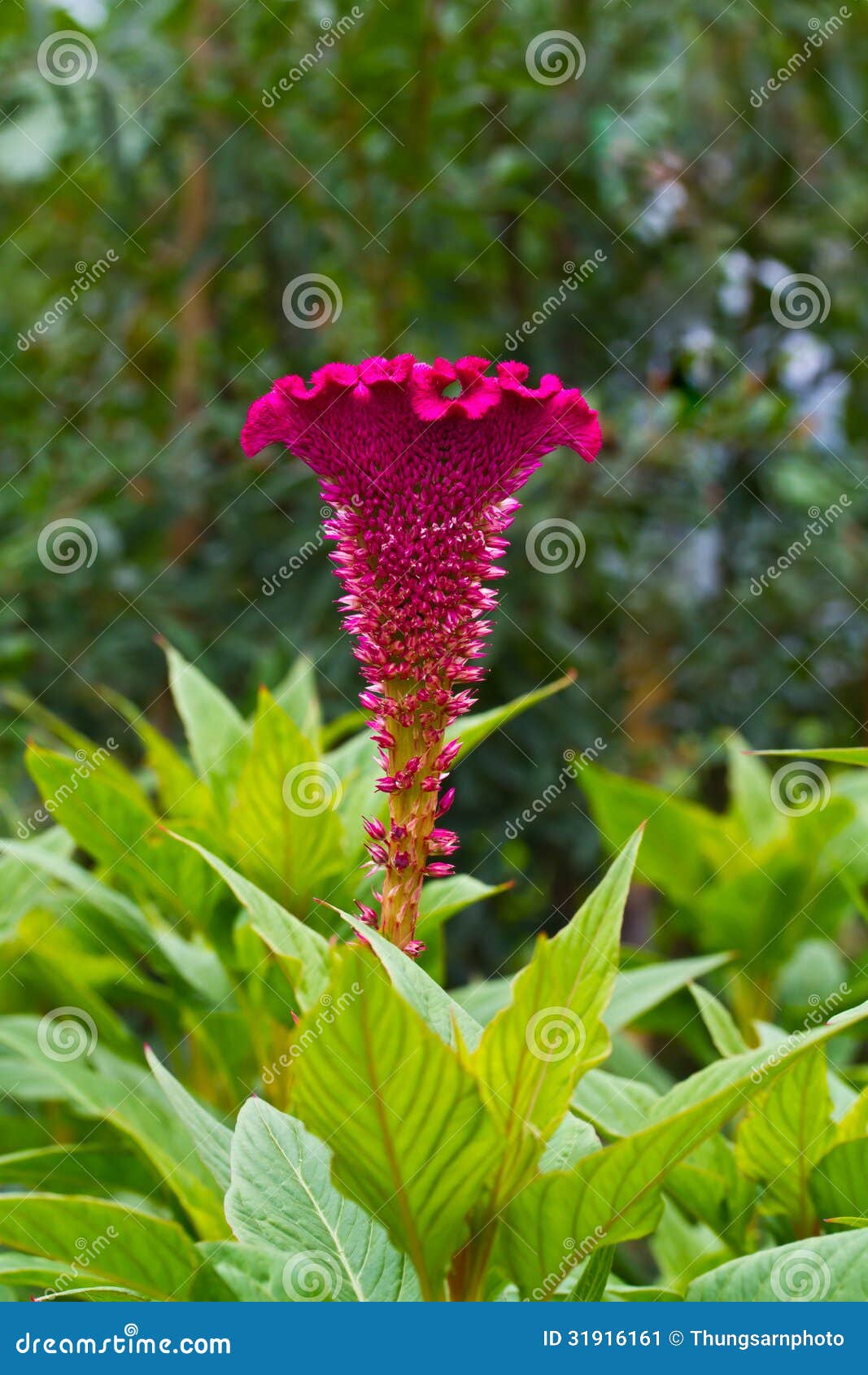 Plumed cockscomb flower stock image. Image of detail - 31916161