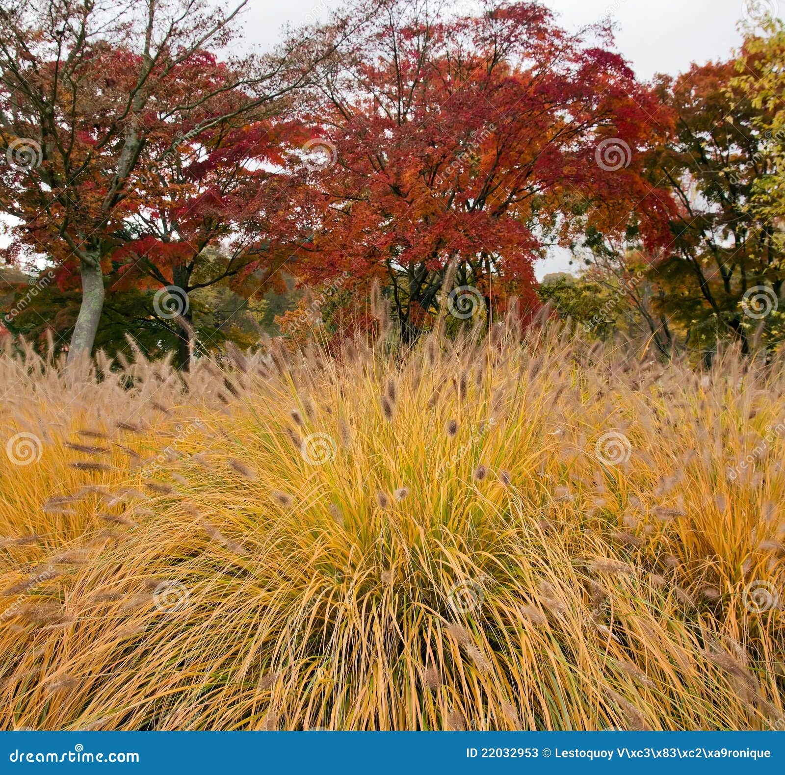 Plumed grass in autumn stock image. Image of nature, abundant - 22032953