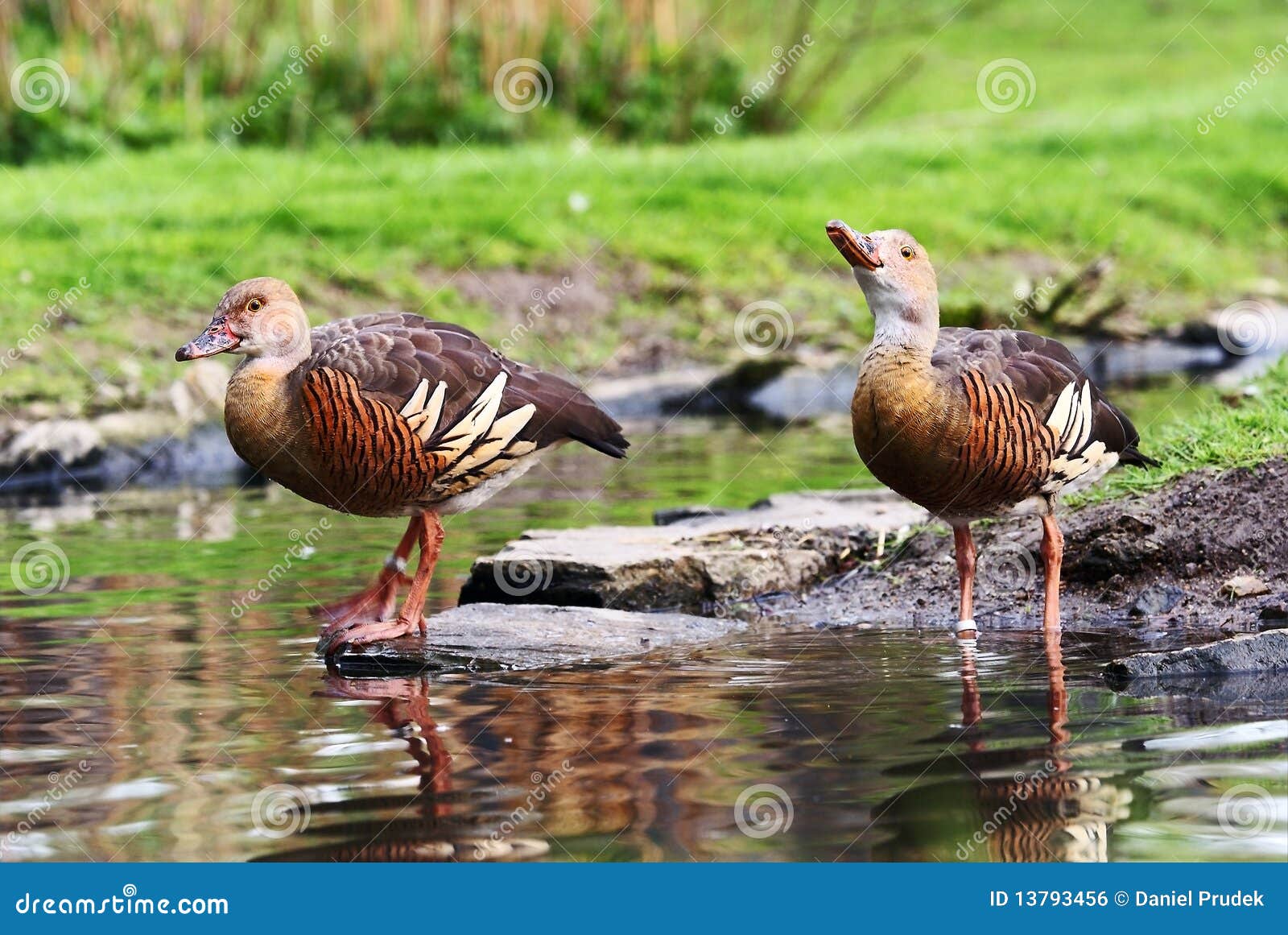 152 Red Bird Whistle Stock Photos - Free & Royalty-Free Stock Photos ...