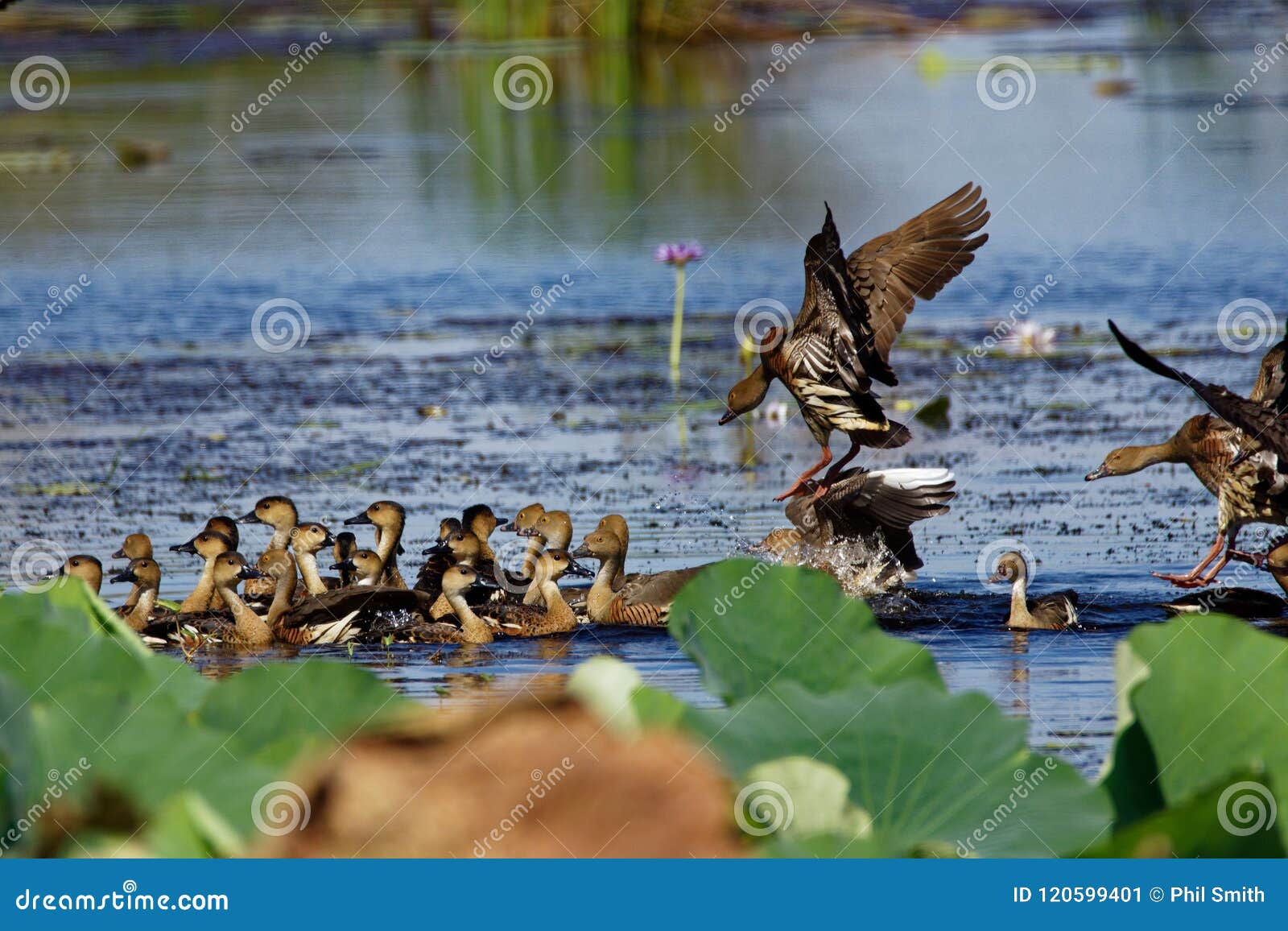 Plumed Whistling Duck Coming In To Land Stock Image Image Of Land Grouped 120599401