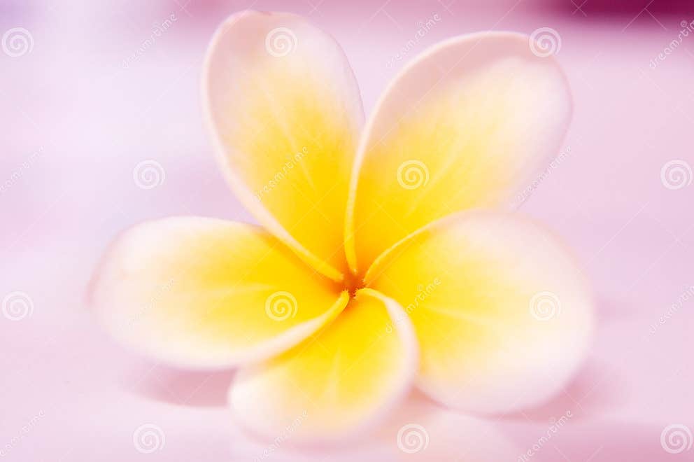 Plumeria stock photo. Image of pink, single, hawaii, yellow - 5243160