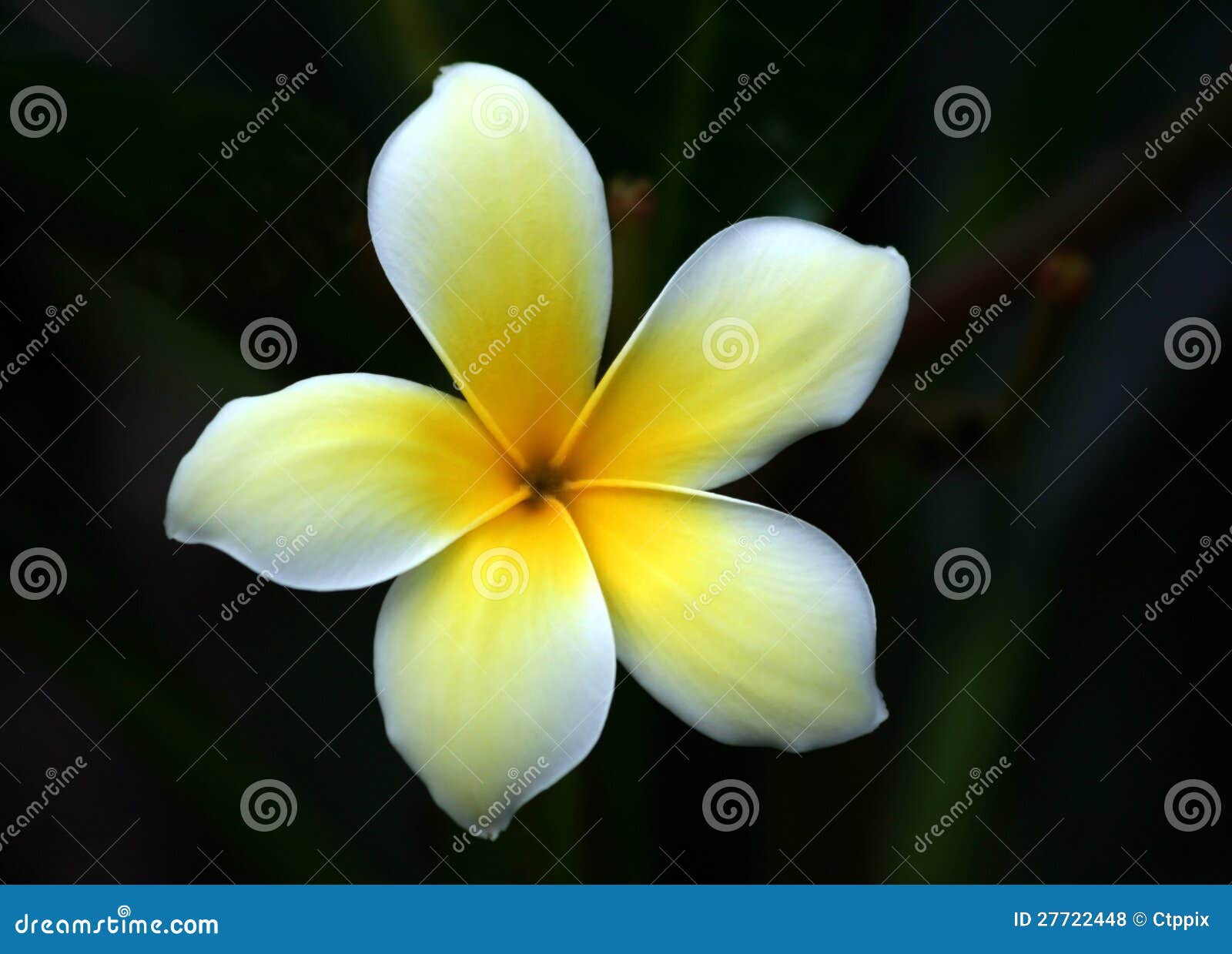Plumeria Alba Flower Close-up Stock Photo - Image of frangipani, closer ...