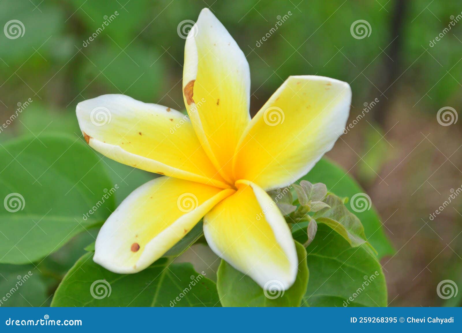 Plumeria alba flower stock image. Image of petal, leaf - 259268395