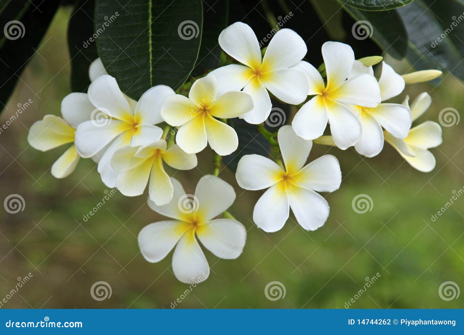 Plumeria alba flowers stock photo. Image of floral, beauty - 14744262