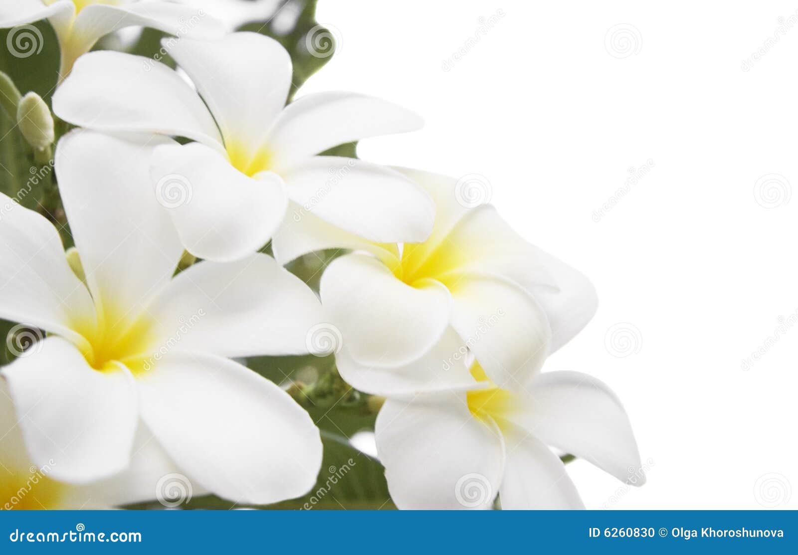 Plumeria alba flowers stock photo. Image of frangipani - 6260830