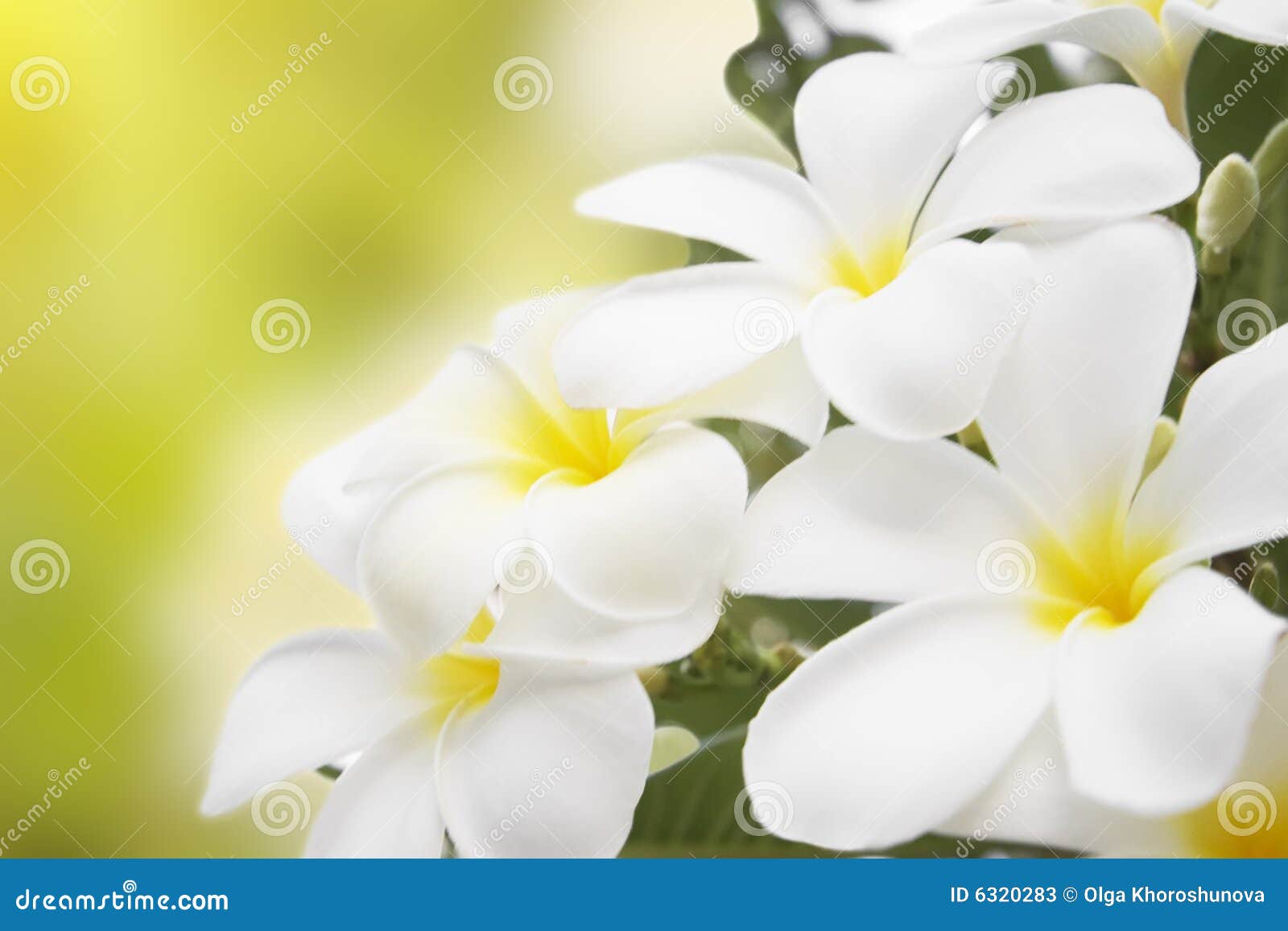 Plumeria alba flowers stock image. Image of blossom, beauty - 6320283