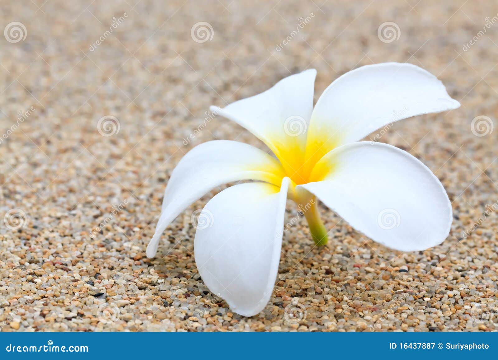 Plumeria blanco imagen de archivo. Imagen de cubo, aislado - 16437887
