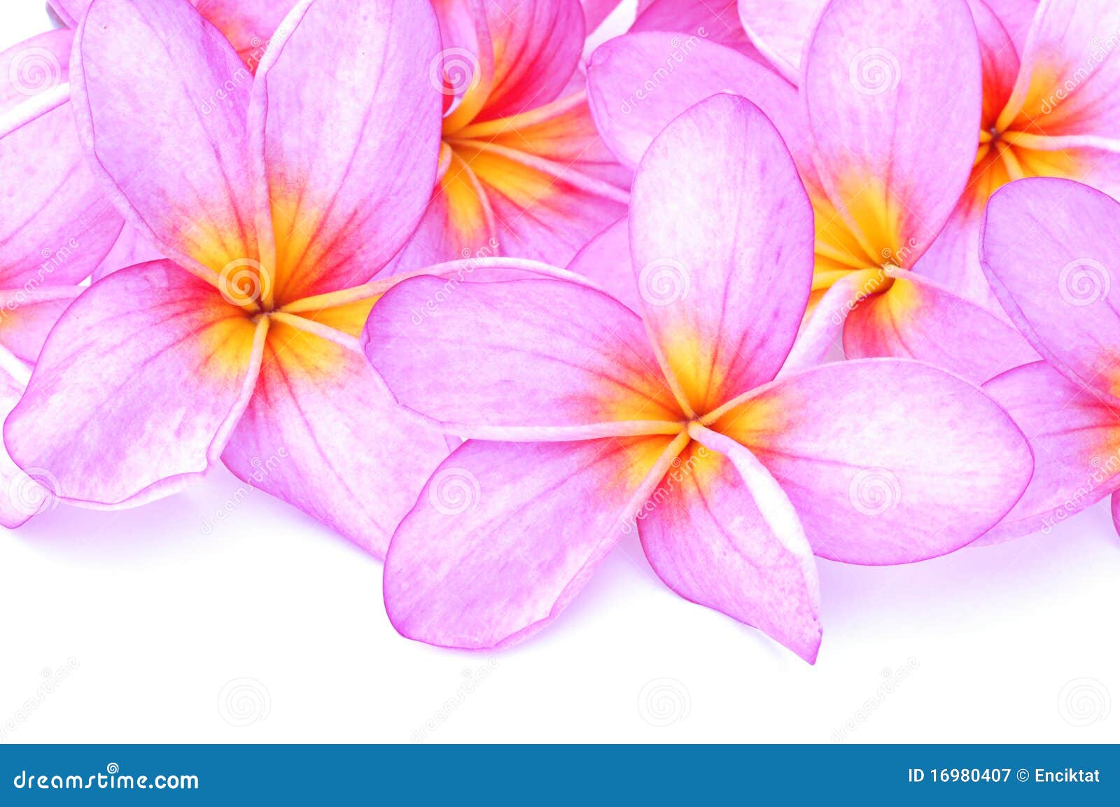 Plumeria For Border Royalty-Free Stock Photography | CartoonDealer.com ...