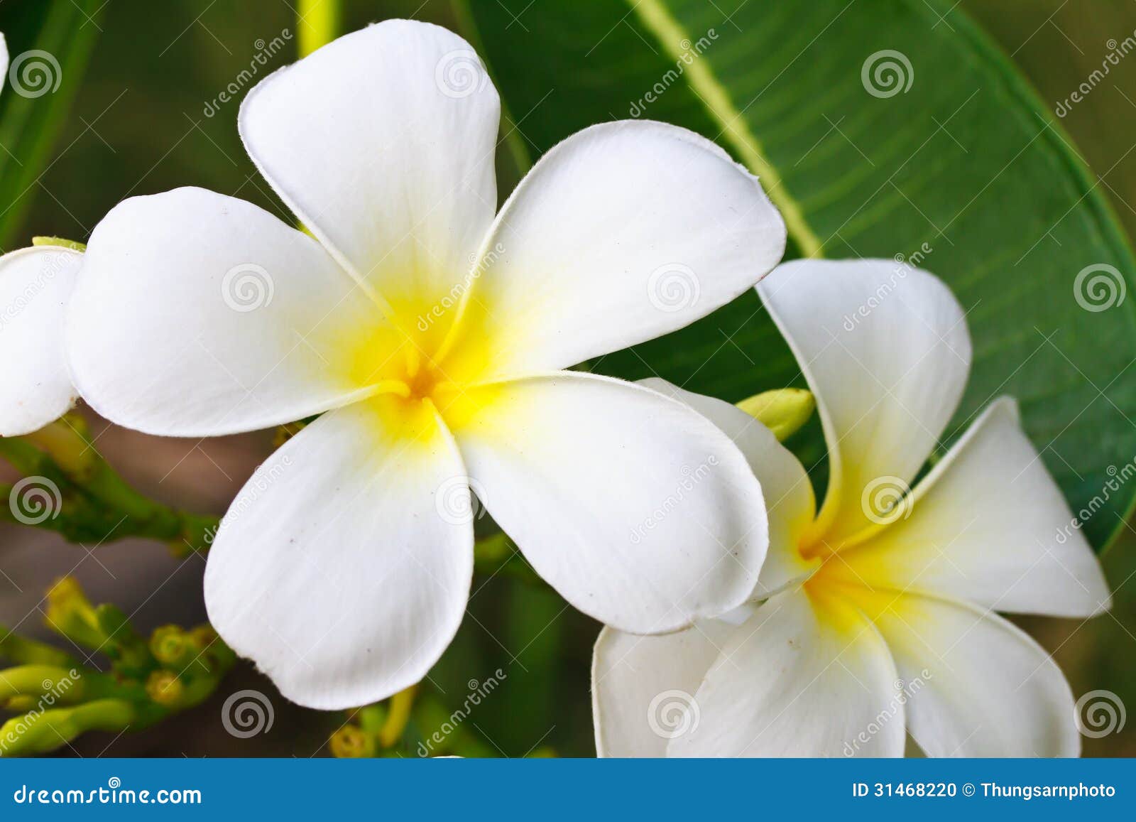 Plumeria fiore, frangipane fotografia stock. Immagine di estate - 31468220