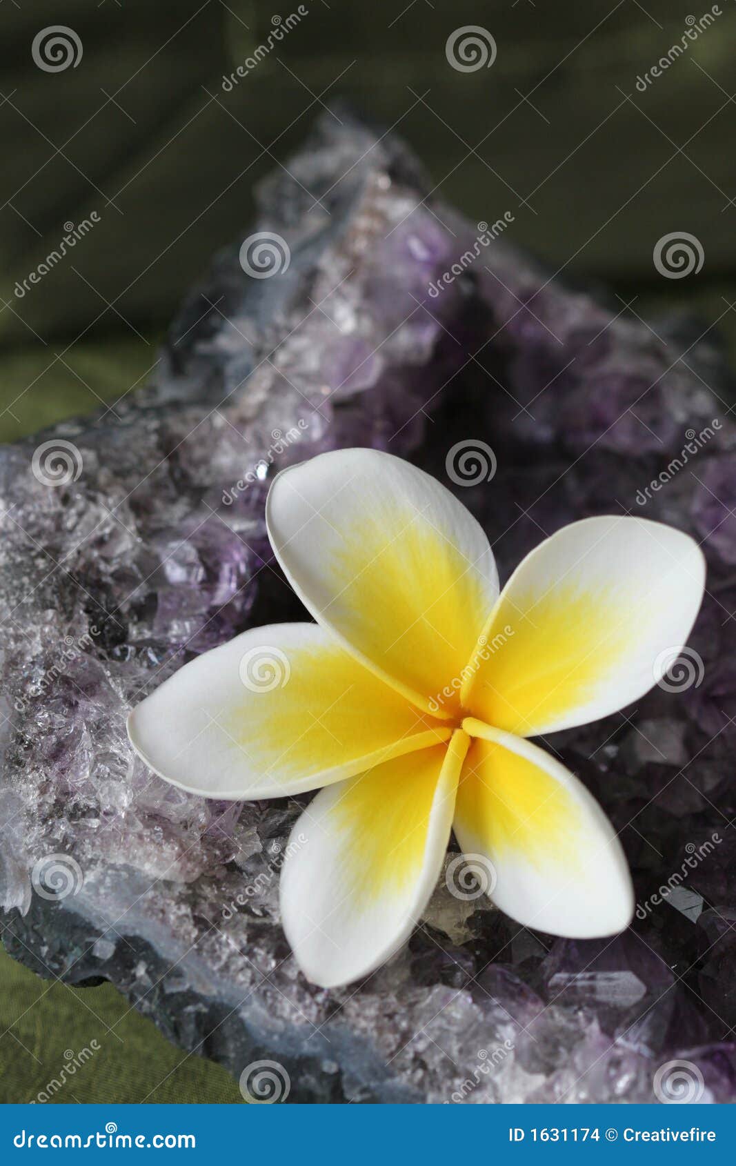 Plumeria Flower and Amethyst Crystal Stock Photo - Image of flower ...