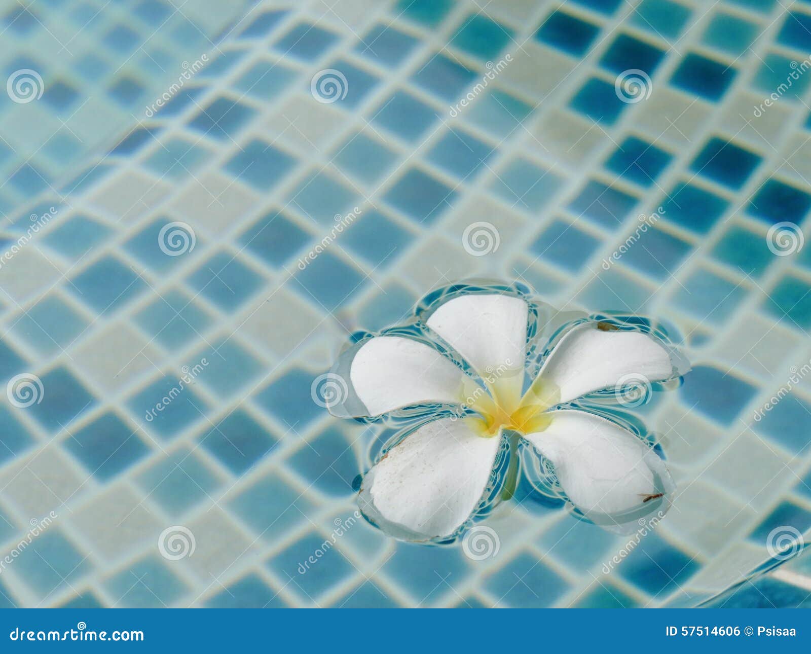 Plumeria Flower Floating on the Swimming Pool Stock Photo - Image of ...