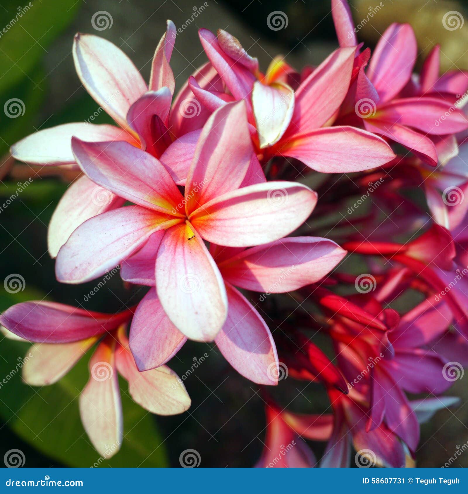 Cari Gambar Meronce Bunga Kamboja