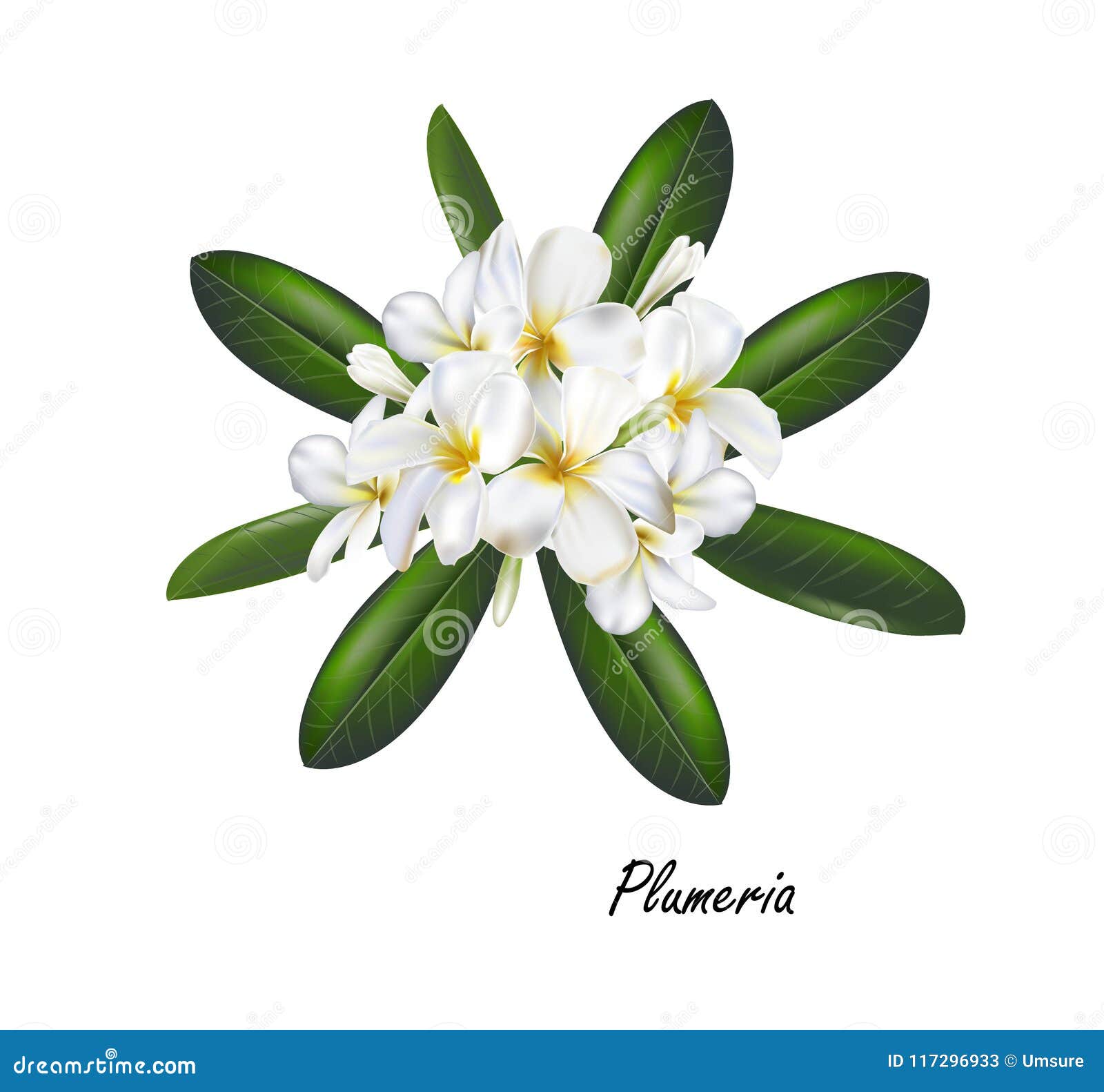 Plumeria Flower ,vector Illustration Stock Vector - Illustration of ...