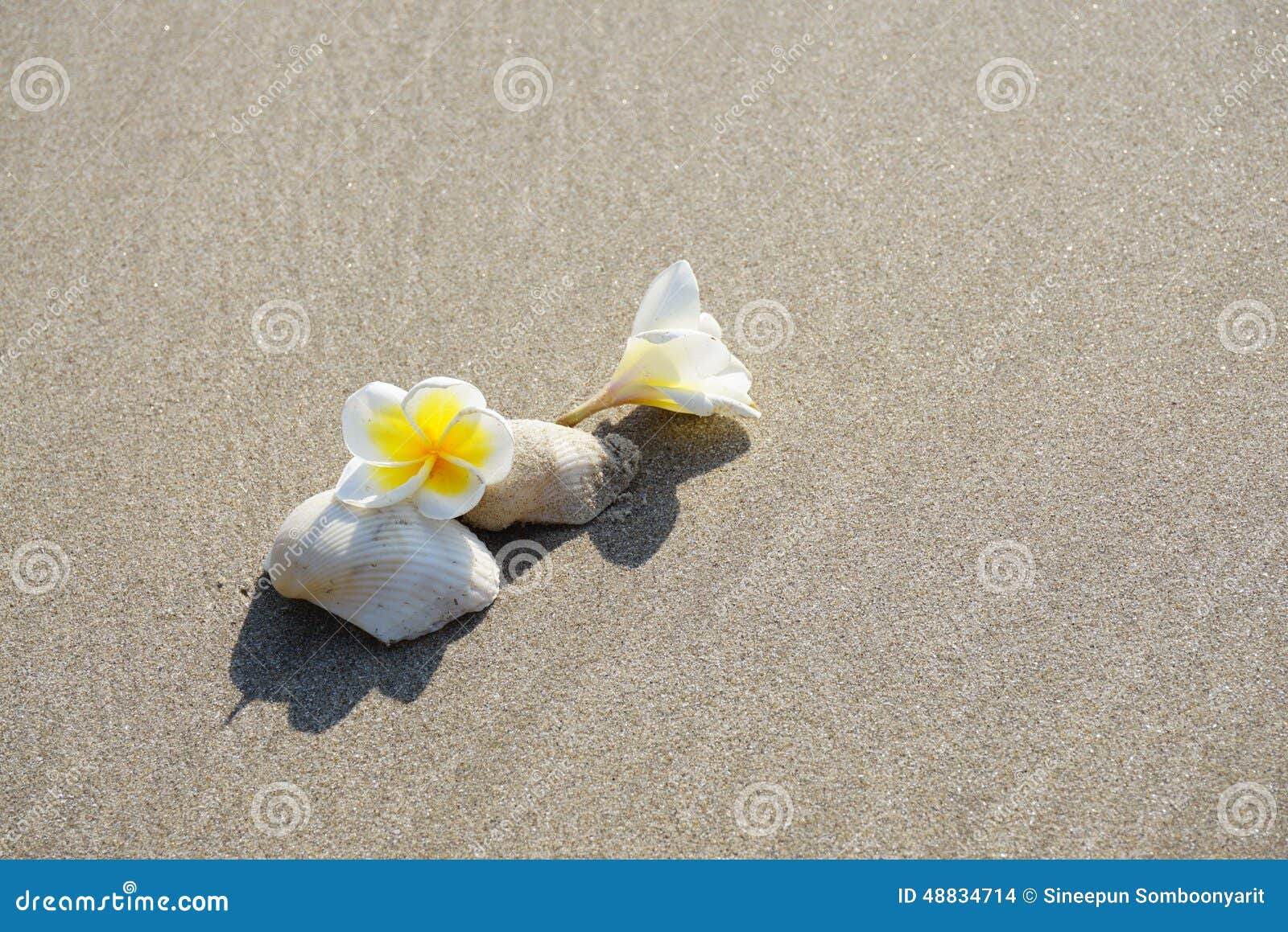 Plumeria Flower and Sea Shell Stock Photo - Image of beach, flower ...