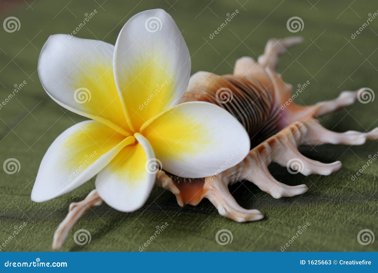 Plumeria Flower and Shell stock image. Image of plumeria - 1625663