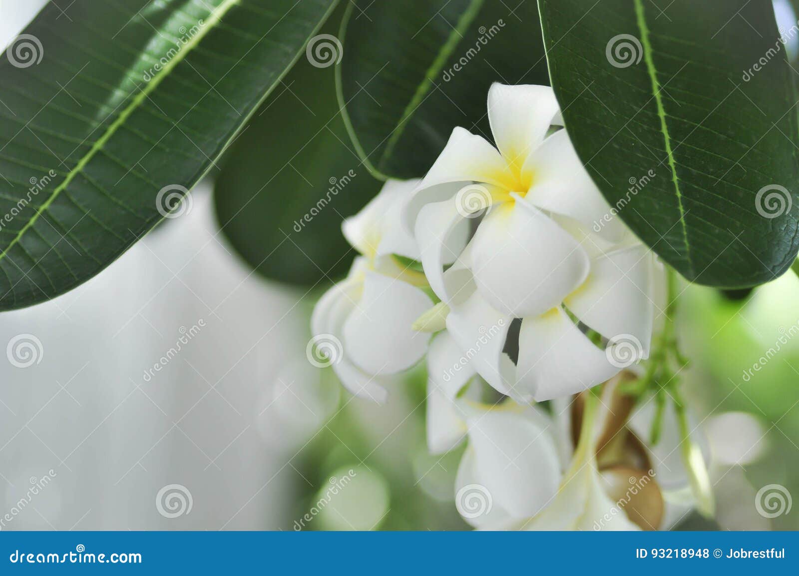The Flower Of Temple Tree Or Frangipani Or Pagoda Tree (Scientific Name ...