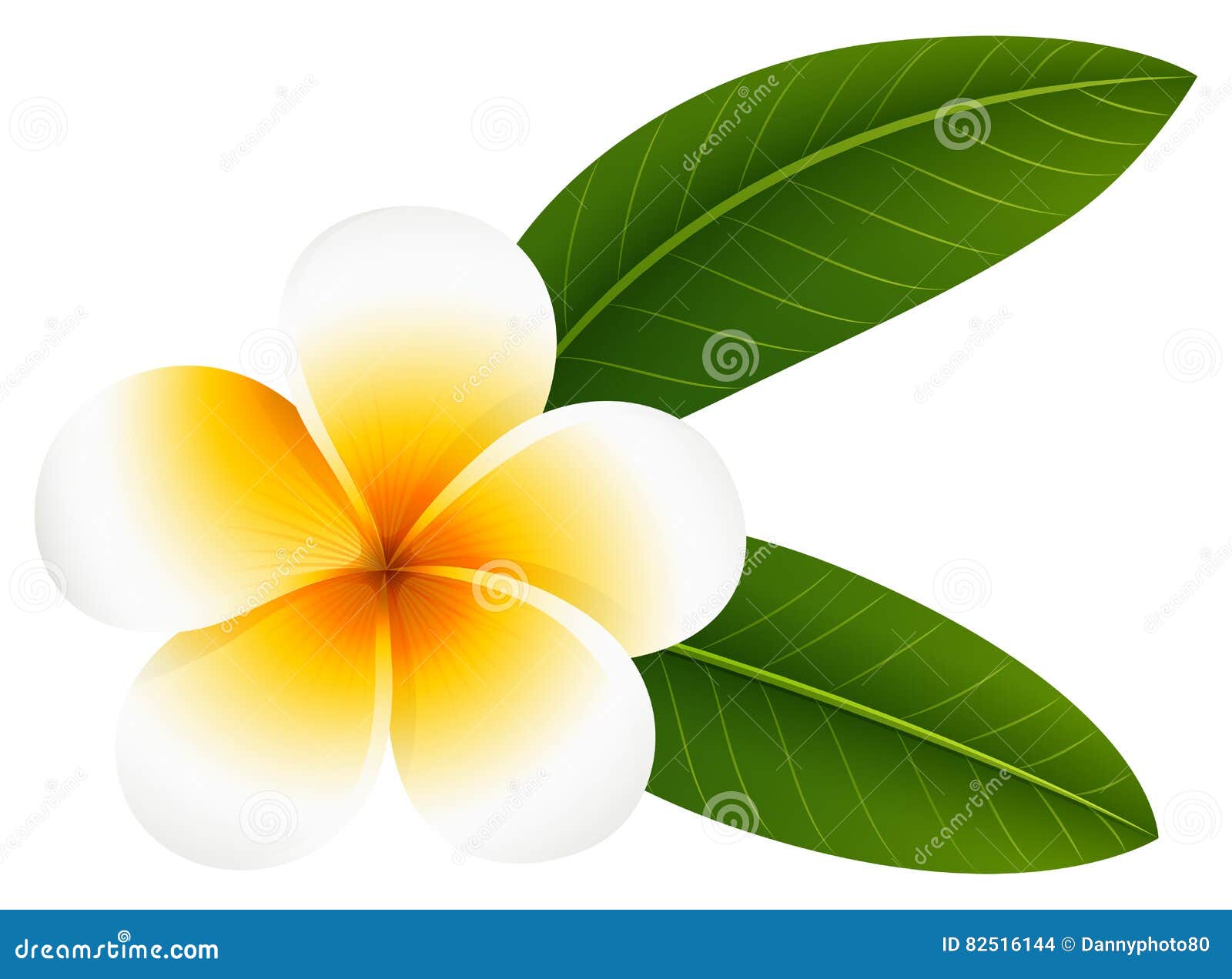 Plumeria Flower with Two Leaves Stock Vector - Illustration of ...