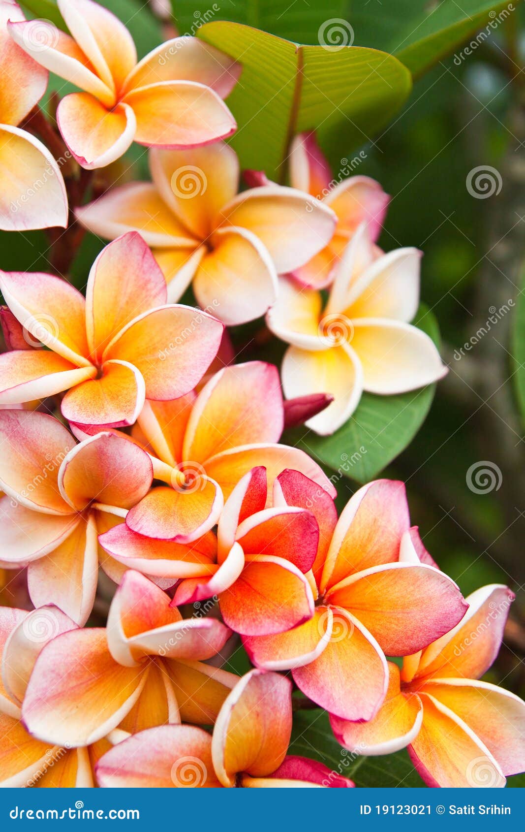 Plumeria flowers stock image. Image of blossom, background - 19123021