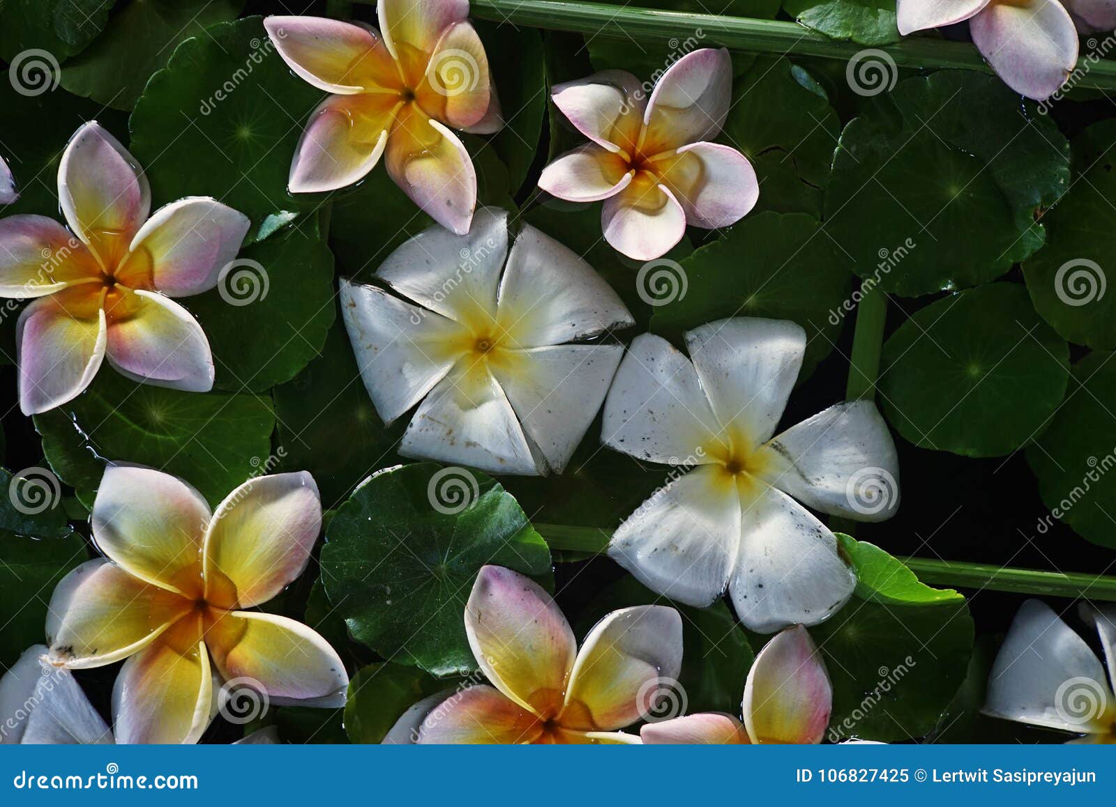 Plumeria Flowers Float on Water Stock Image - Image of float, flower ...