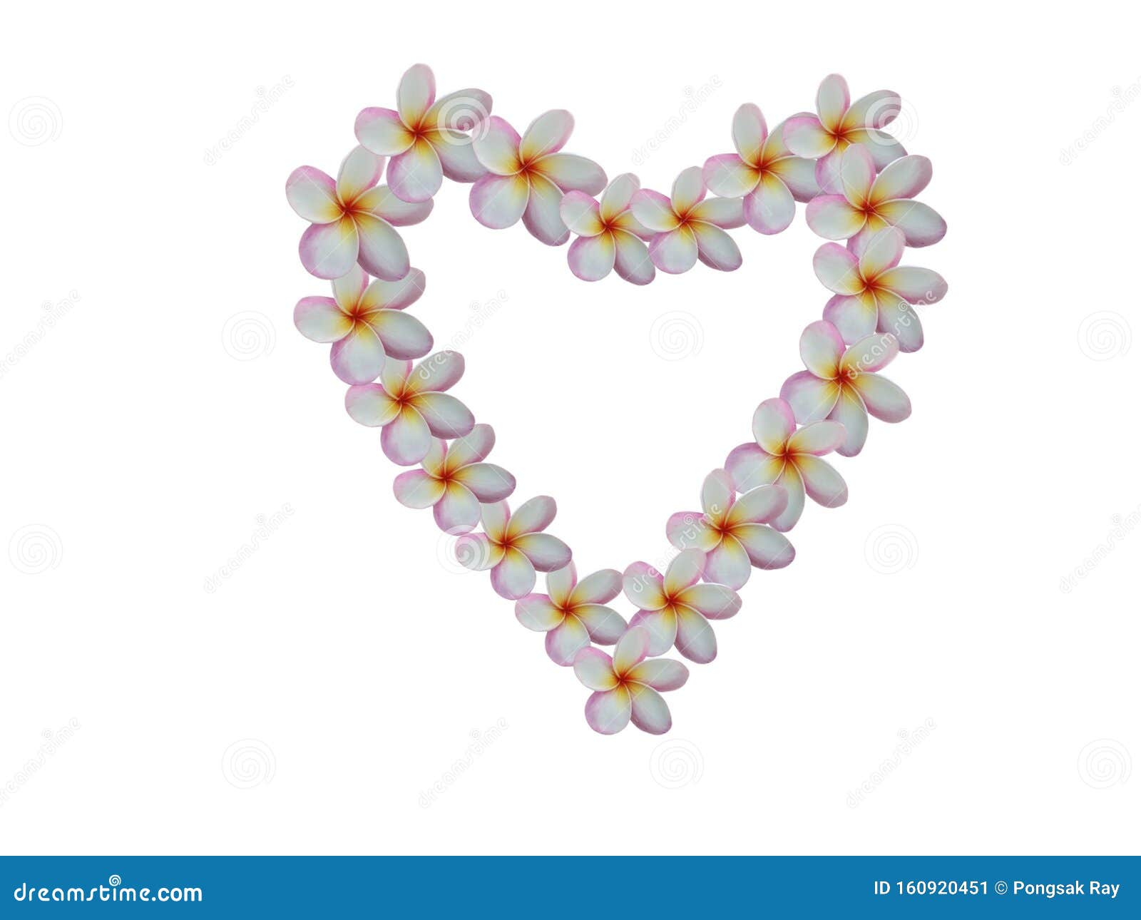 Plumeria Flowers Made into a Heart Shape. Stock Image - Image of shape ...