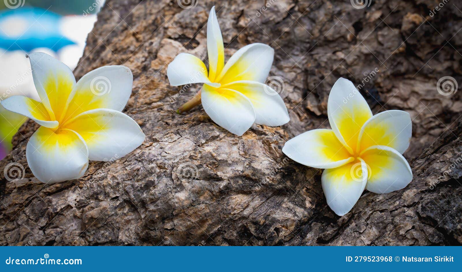 Plumeria or Frangipani Flower on Timber Stock Photo - Image of ...