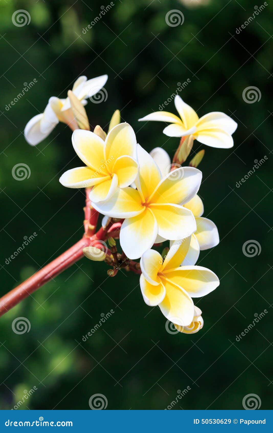 Plumeria or Frangipanni Blossom Stock Image - Image of tropical ...