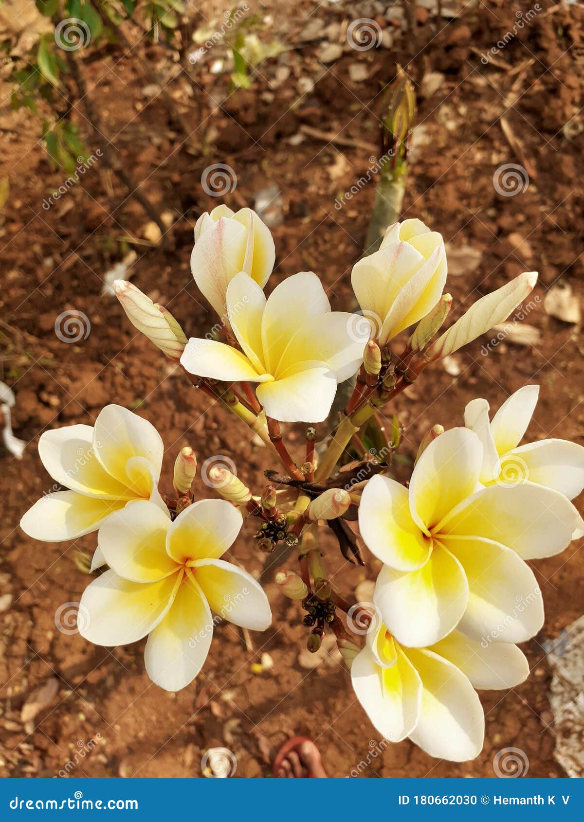 Plumeria in India stock photo. Image of wildflower, plumeria - 180662030