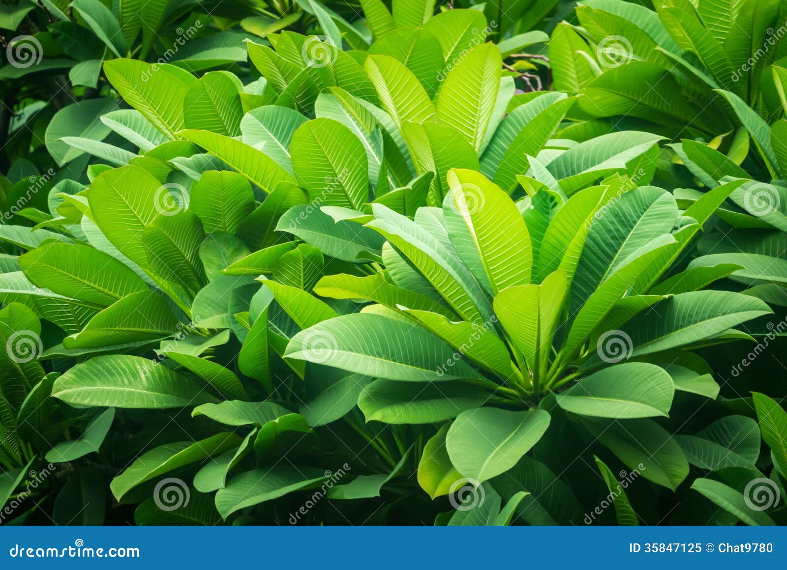 Plumeria leaves stock image. Image of texture, frangipani - 35847125
