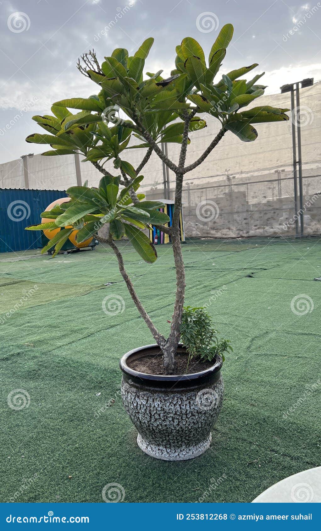 Plumeria Obtusa Temple Tree Plant Stock Photo - Image of leaves, tree ... Plumeria Obtusa Temple Tree Plant Stock Photo - Image of leaves, tree ...