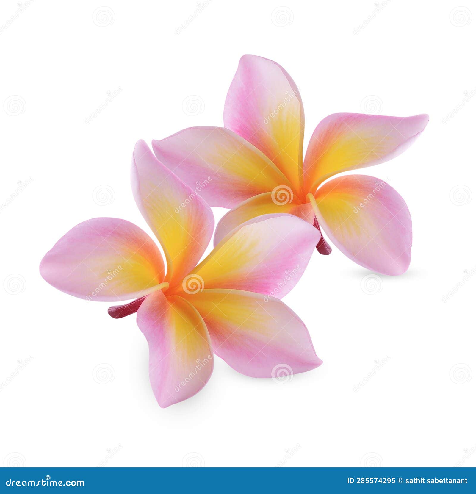 Plumeria Rubra Flower Isolated on White Background Stock Image - Image ...