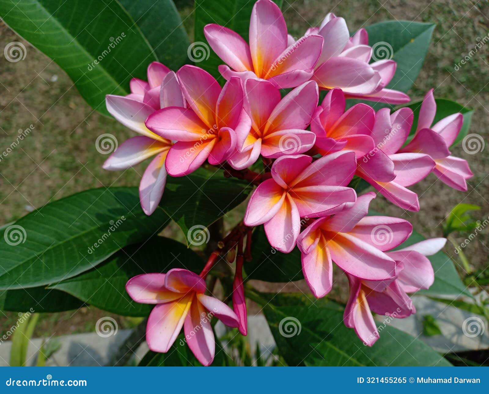 Plumeria Rubra Flower Tree or Cambodian Flower Stock Image - Image of ...
