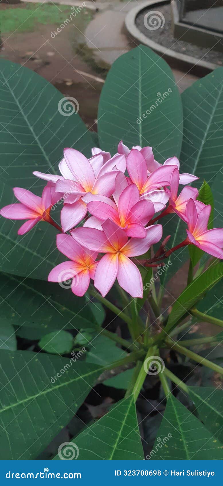 Plumeria Rubra or Red Frangipani Stock Photo - Image of frangipani ...