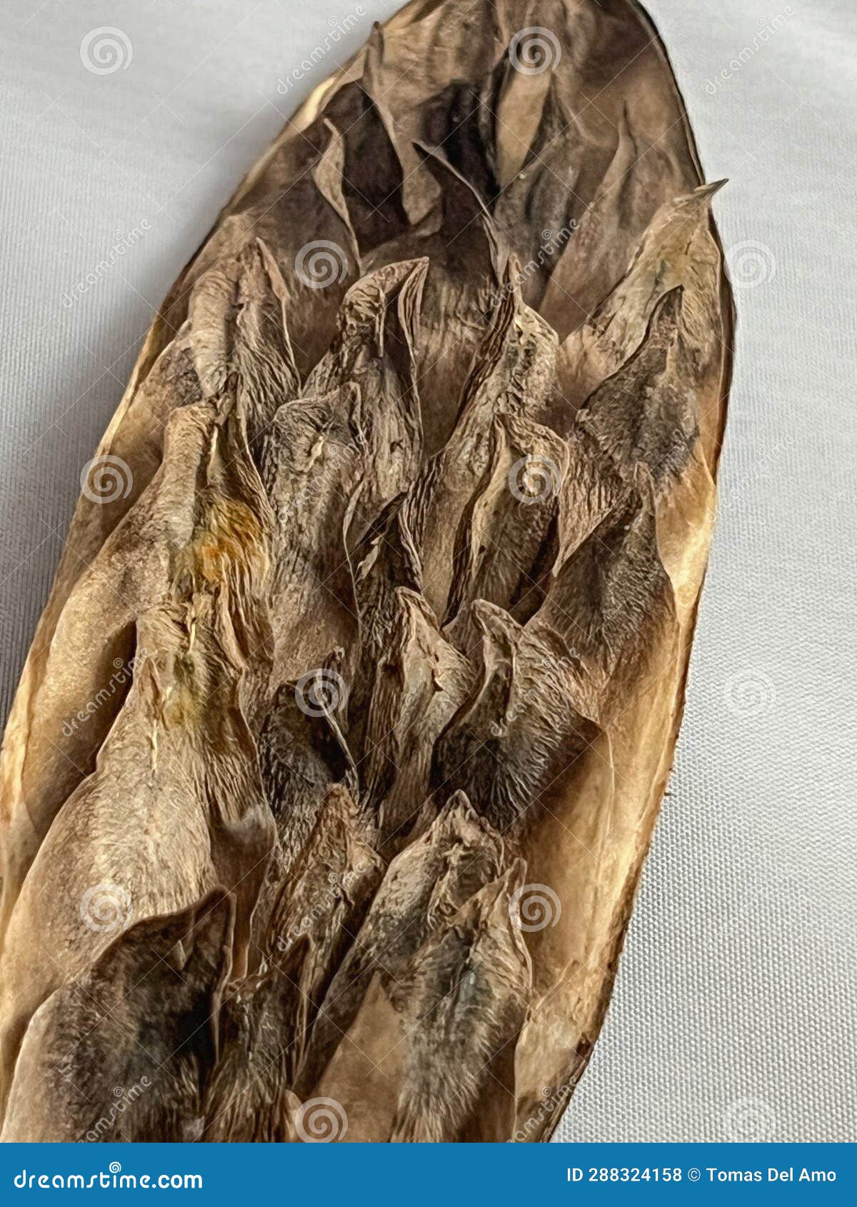 Plumeria seed pod opening stock photo. Image of ready - 288324158