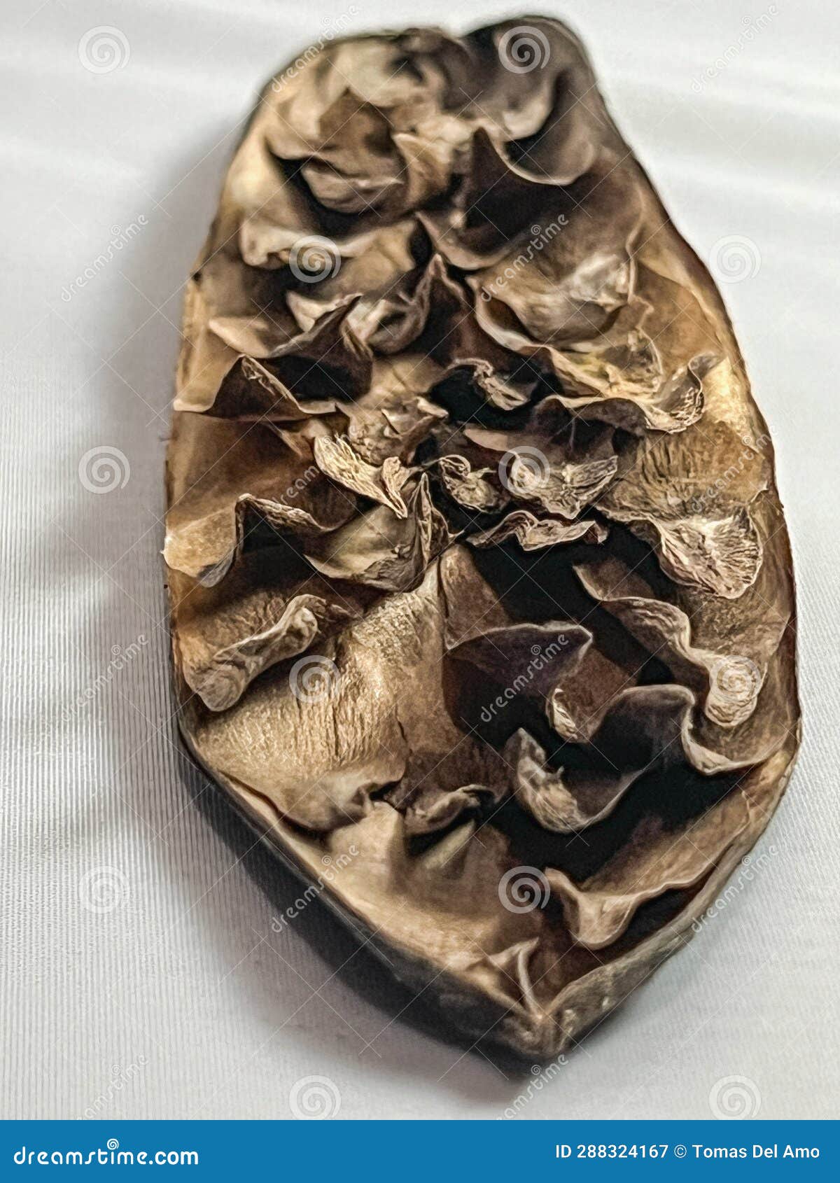 Plumeria seed pod opening stock image. Image of growing - 288324167