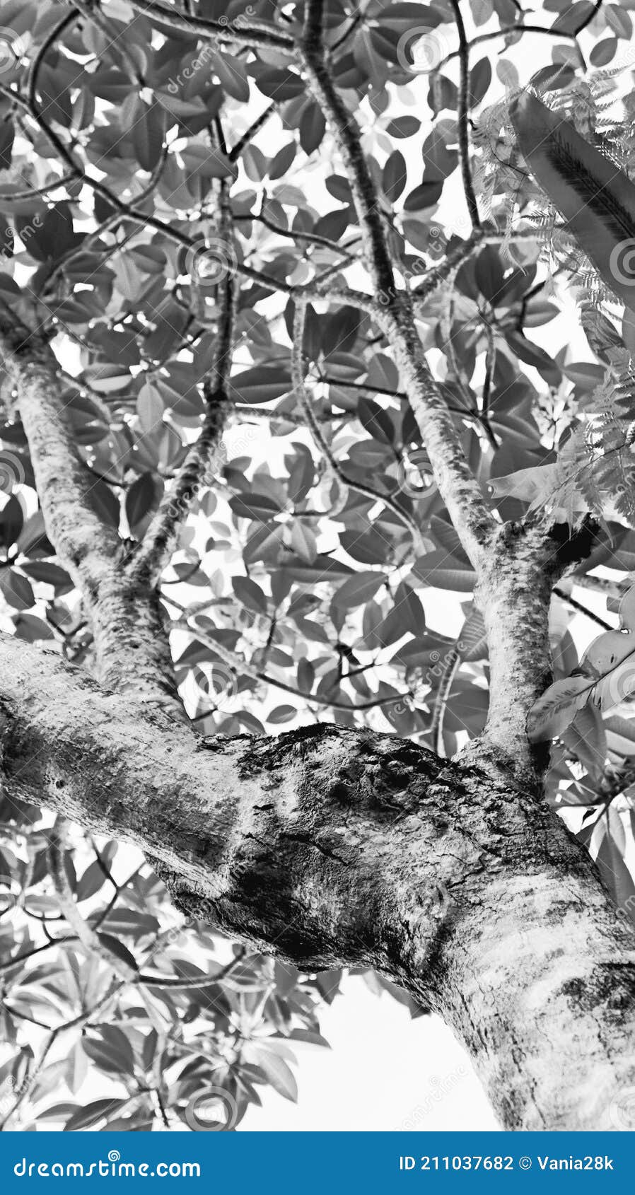 Plumeria Tree in Grey Scale, with Aged Trunk. Stock Photo - Image of ...