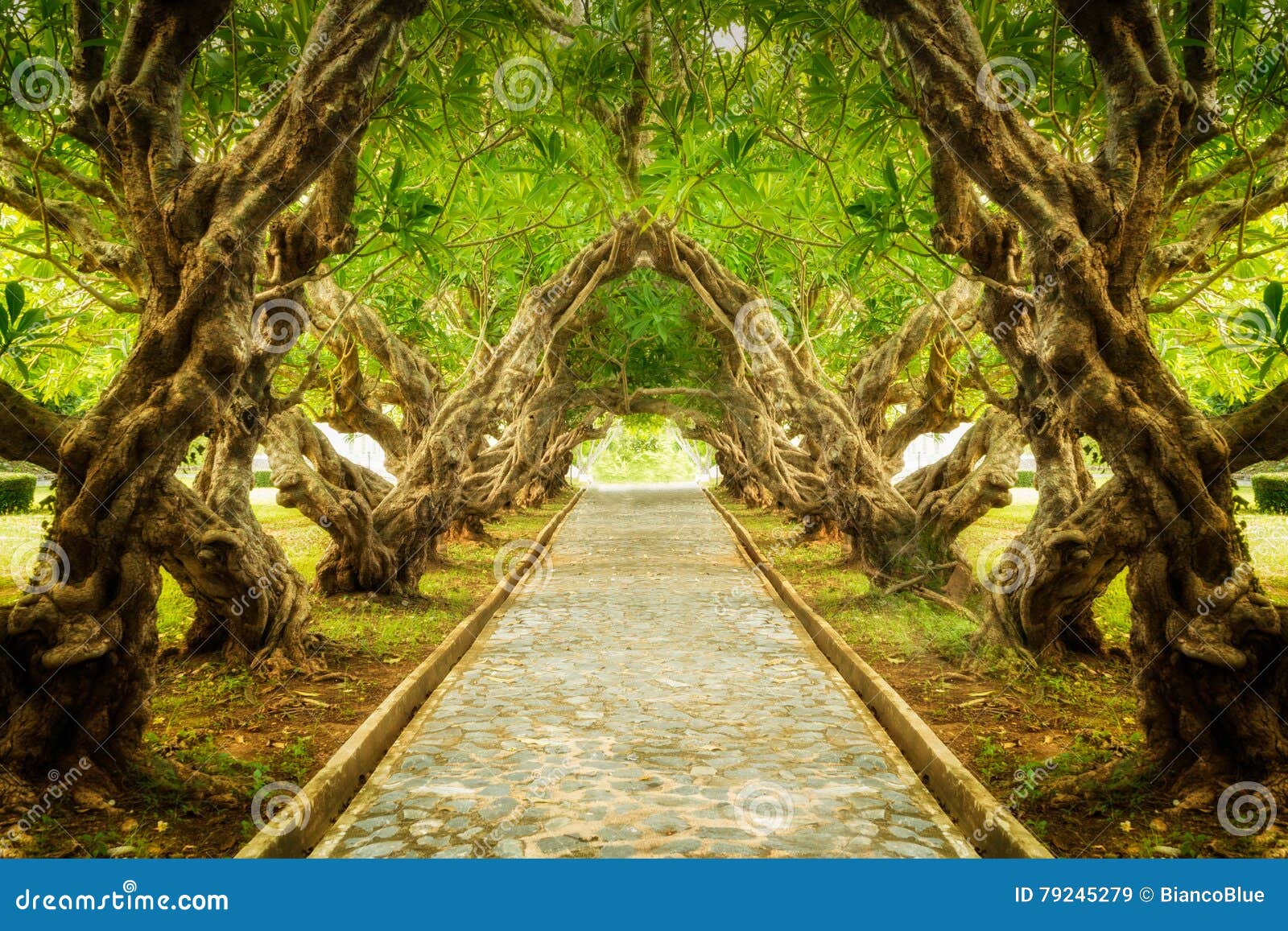 Plumeria tree tunnel stock image. Image of plumeria, bloom - 79245279