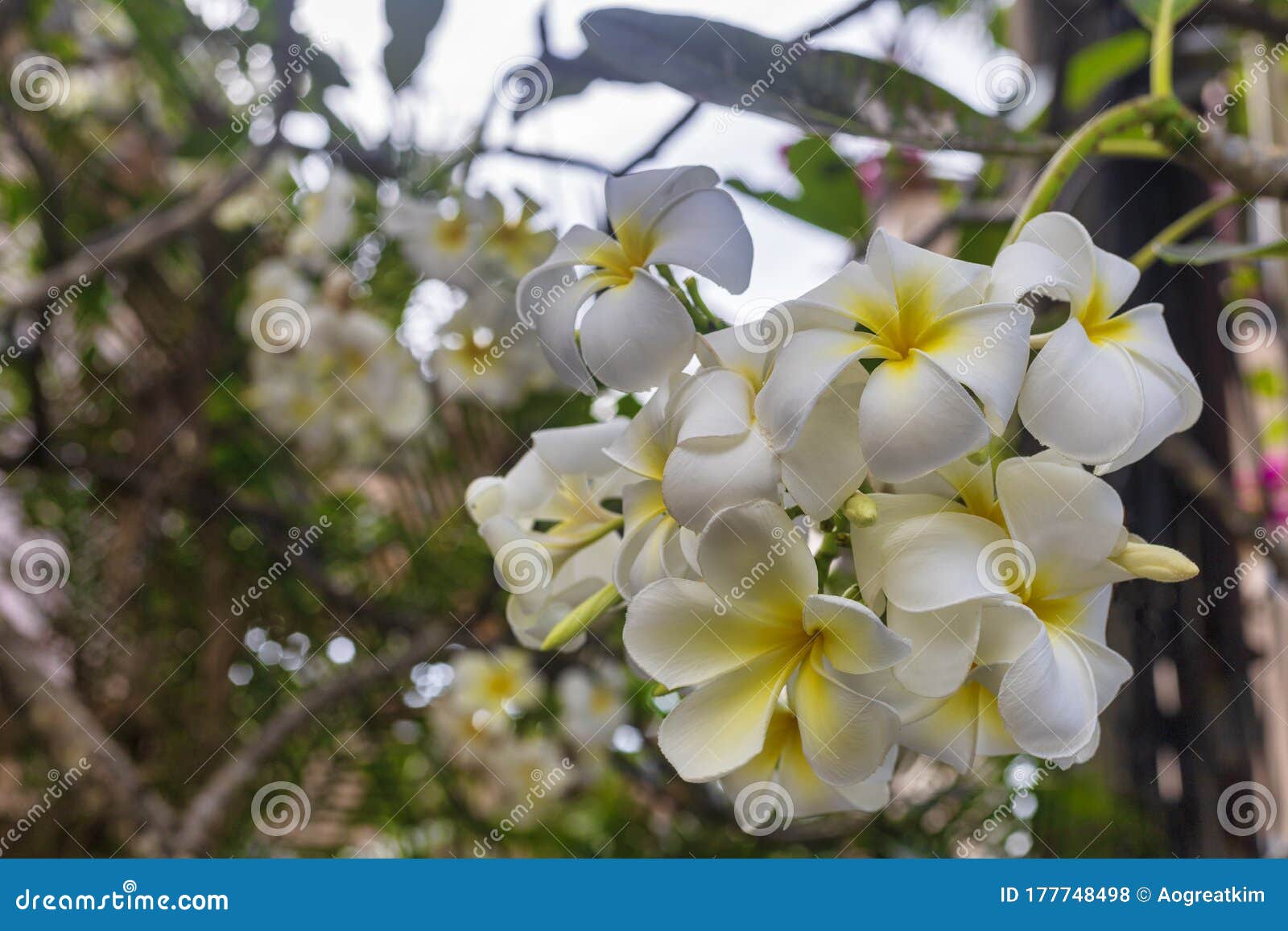Plumeria Tropical Spa Flower on Plumeria Tree Stock Photo - Image of ...