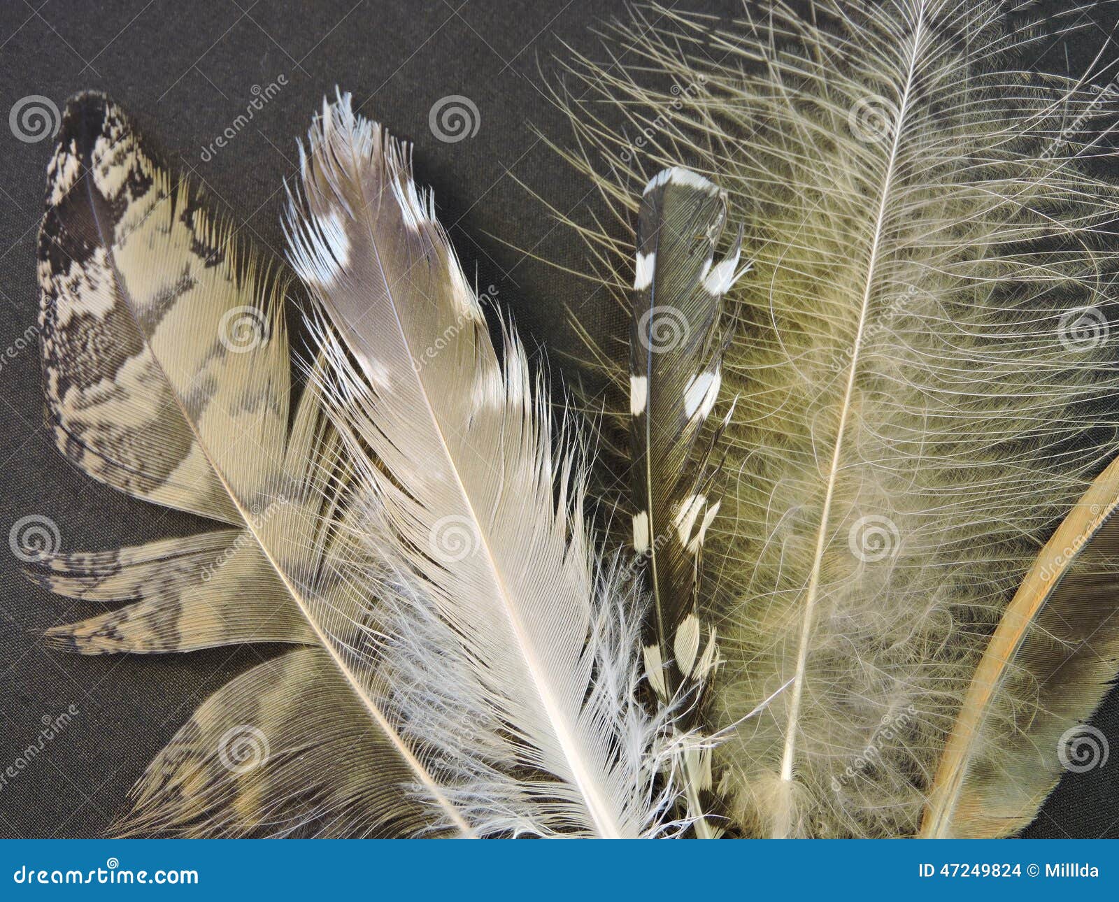 Plumes d'oiseaux photo stock. Image du doux, fermer, différent - 47249824
