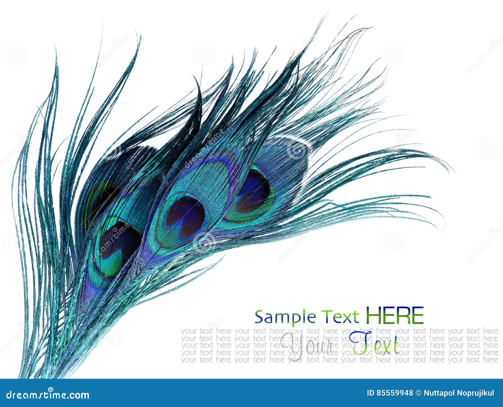 Plumes De Paon Sur Le Fond Blanc Photo stock - Image du oiseau ...