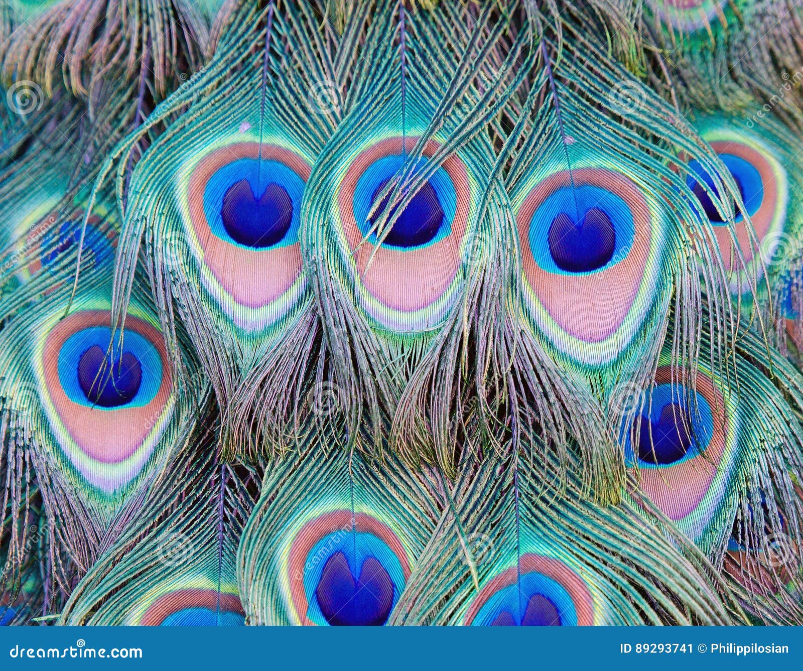 Plumes indiennes de paon image stock. Image du détail - 89293741