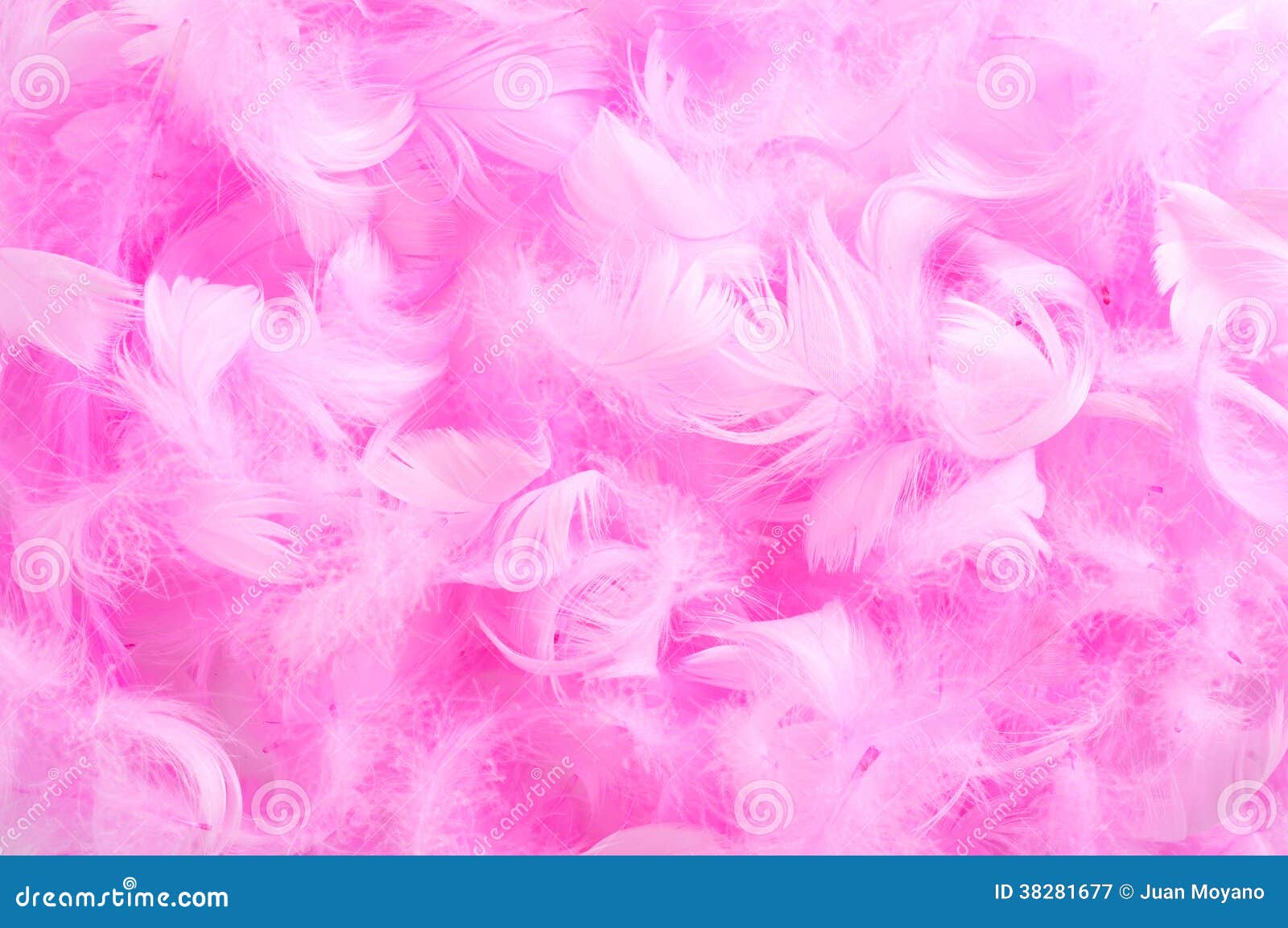 Plumes roses image stock. Image du plumage, conception - 38281677