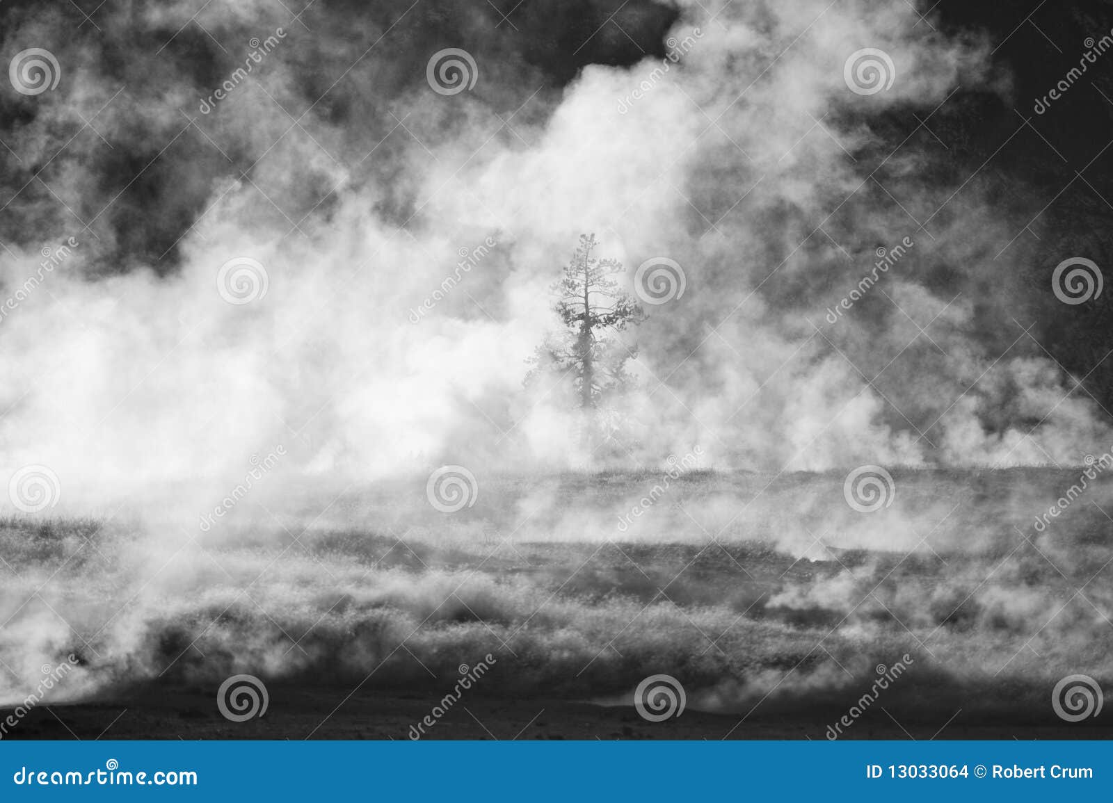 Plumes of Steam Rising Above Hot Stock Photo - Image of park, thermal ...
