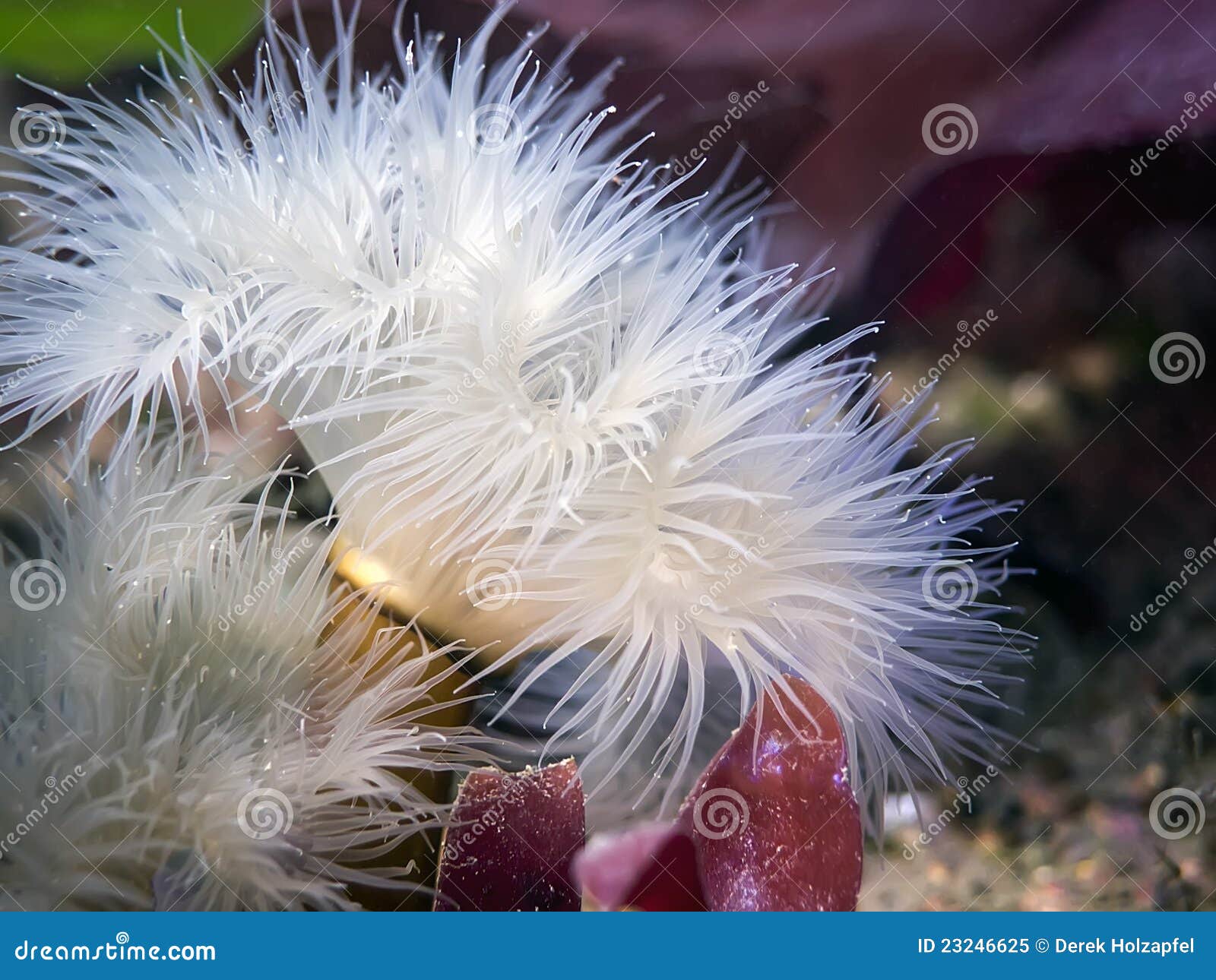 Plumose Anemoon Metridium Farcimen Stock Afbeelding - Image of ertsader ...