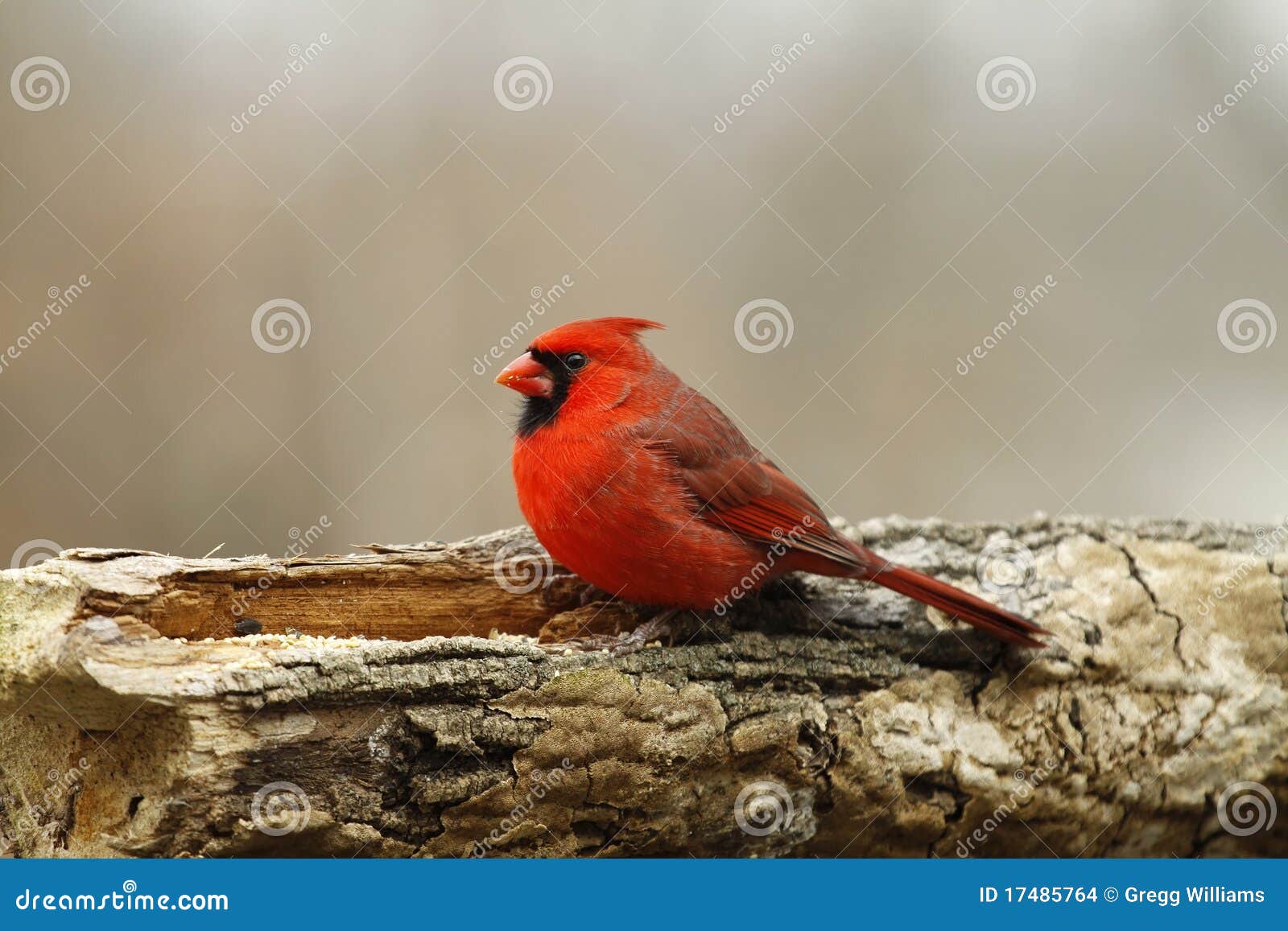 Plump Cardinal stock photo. Image of cardinal, birding - 17485764