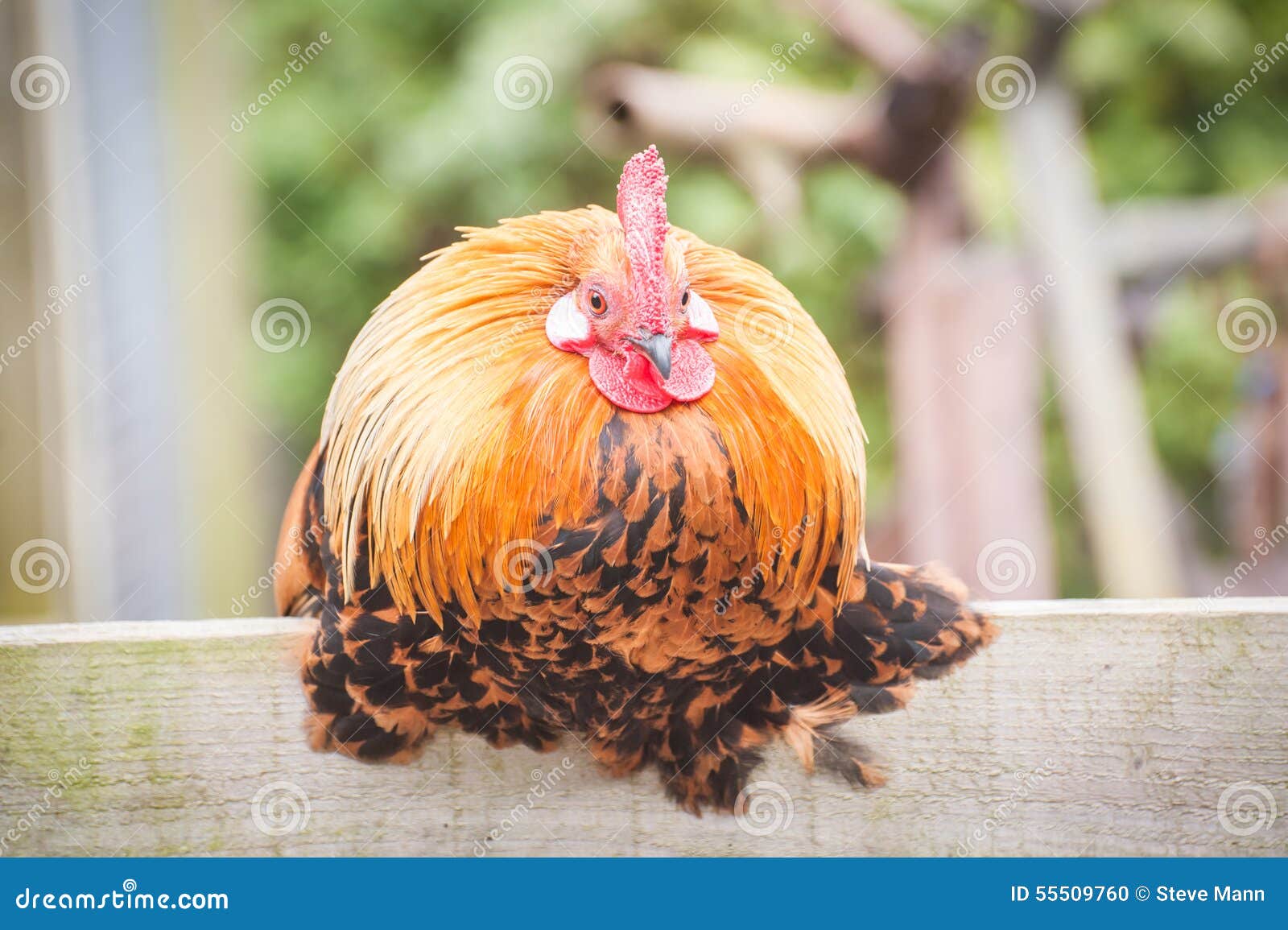 Plump chicken stock photo. Image of livestock, round - 55509760