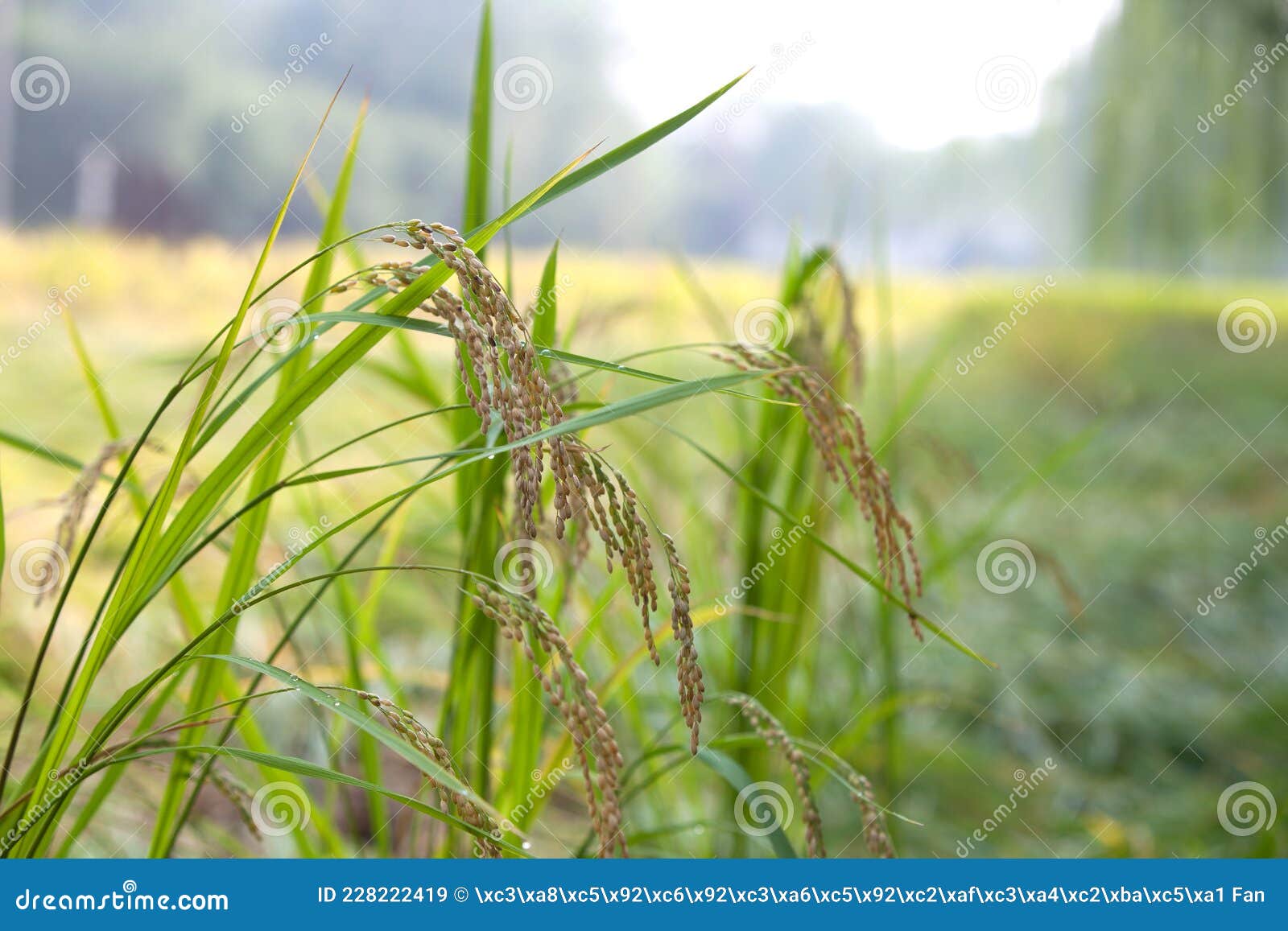 The Plump Ears of Rice in the Rice Fields Hang Down Stock Image - Image ...