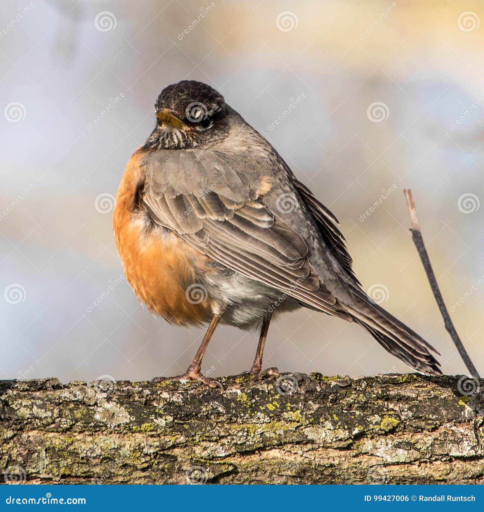 Plump Robin Perched on Tree Branch Stock Photo - Image of nature ...